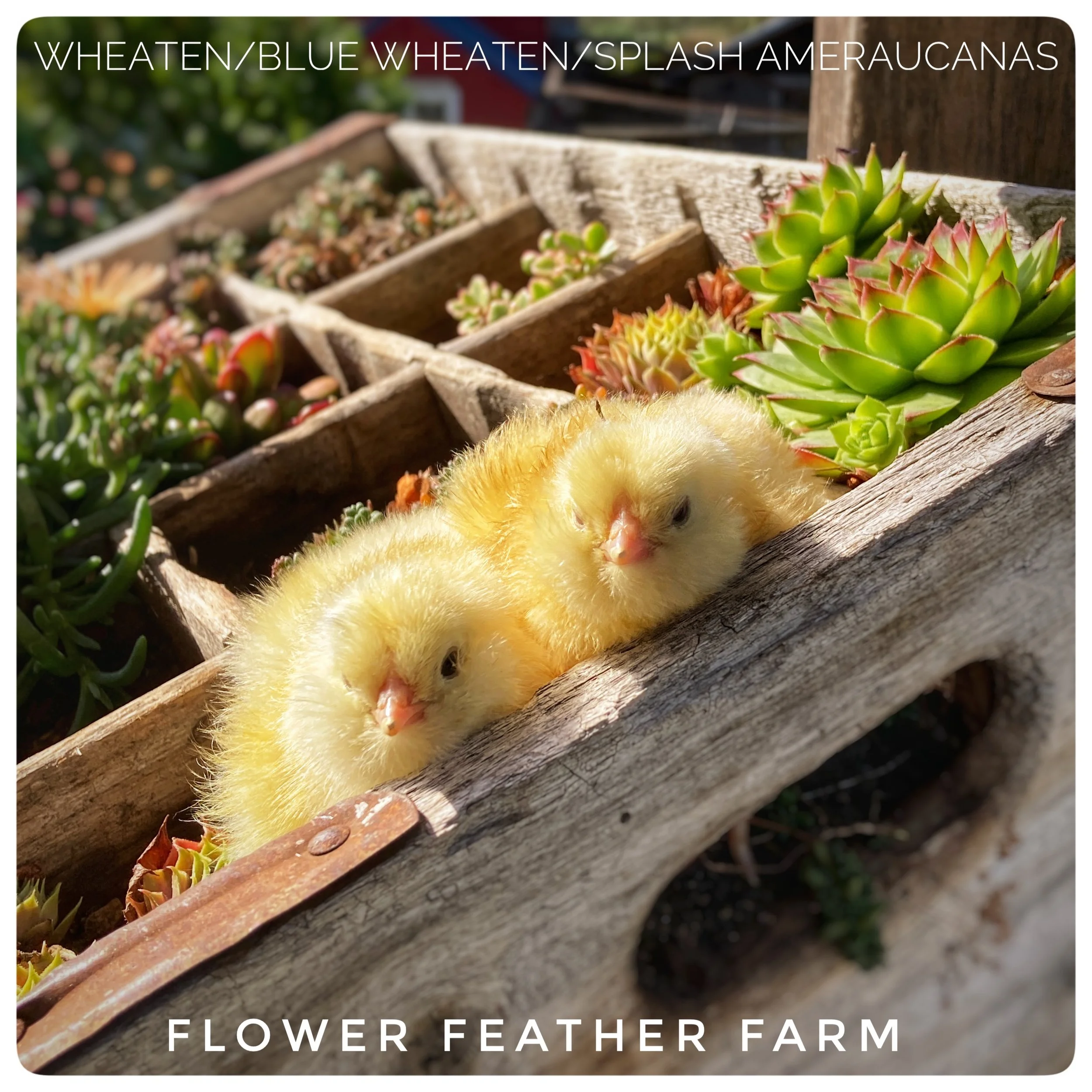 Jubilee Orpington Chicks available year-round at Flower Feather Farm ...