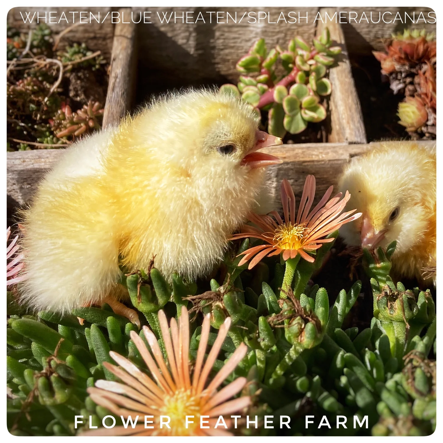 Jubilee Orpington Chicks available year-round at Flower Feather Farm ...