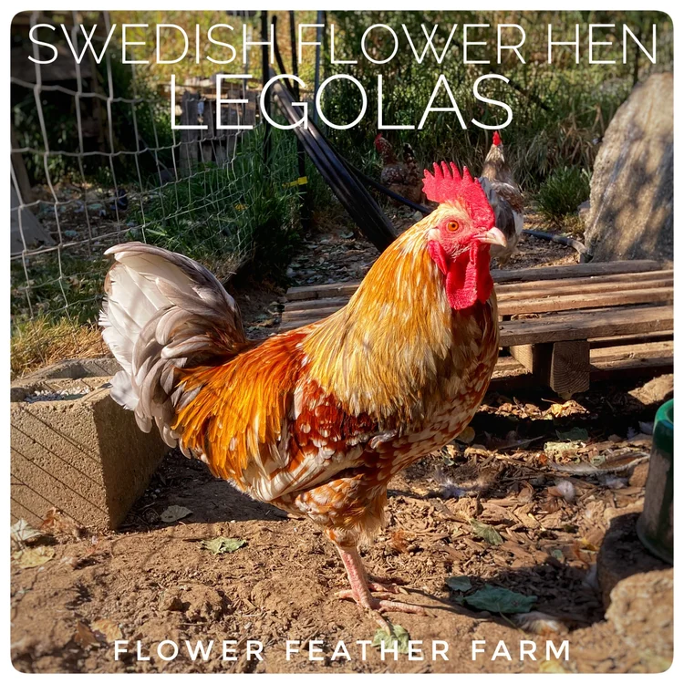 Swedish Flower Hens aka Skånsk Blommehöna Chicks at Flower Feather Farm ...