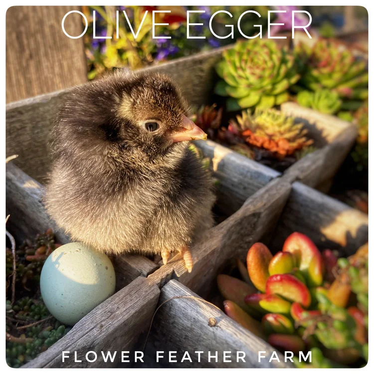 Wheaten Oliver Chicks — Flower Feather Farm: Chicks & Dahlias