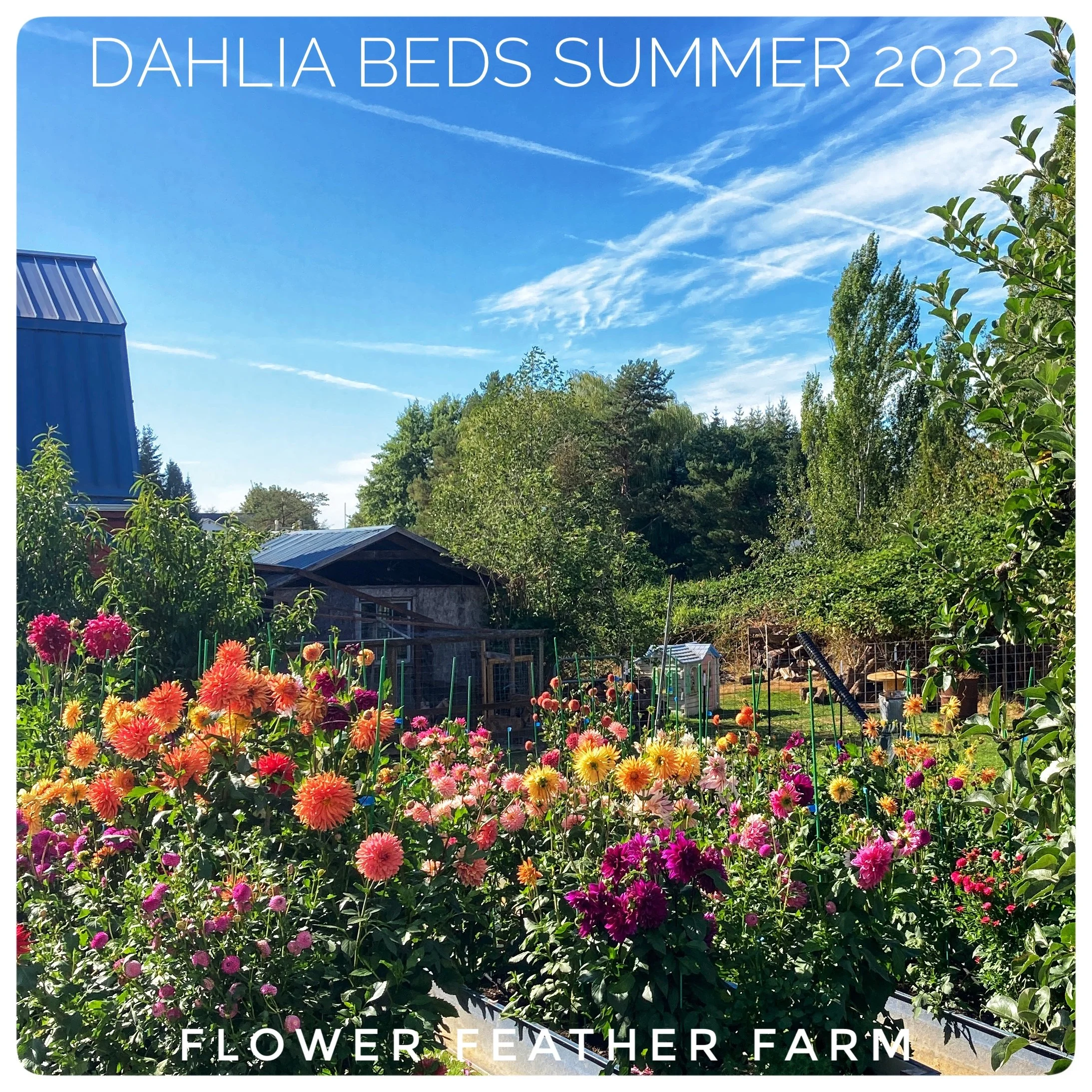 Dahlias — Flower Feather Farm: Chicks & Dahlias