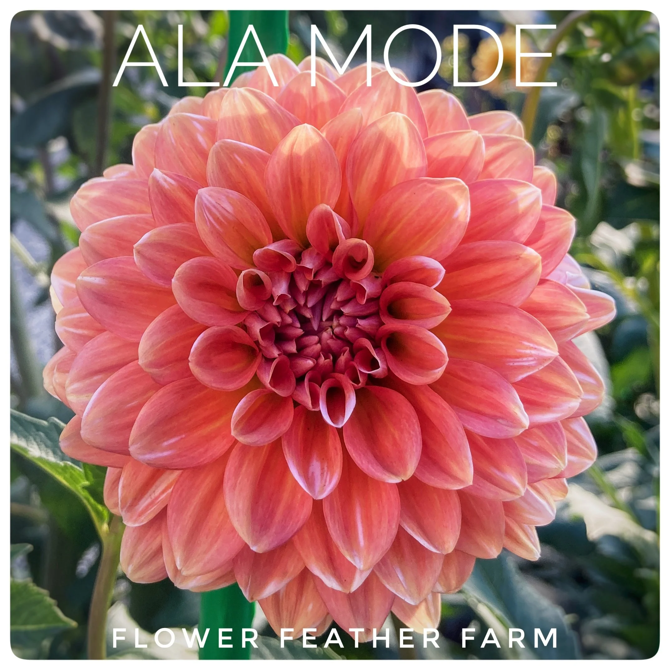 Belle of Barmera Dahlias at Flower Feather Farm, Specialty Chicks and Dahlia Tubers — Flower ...