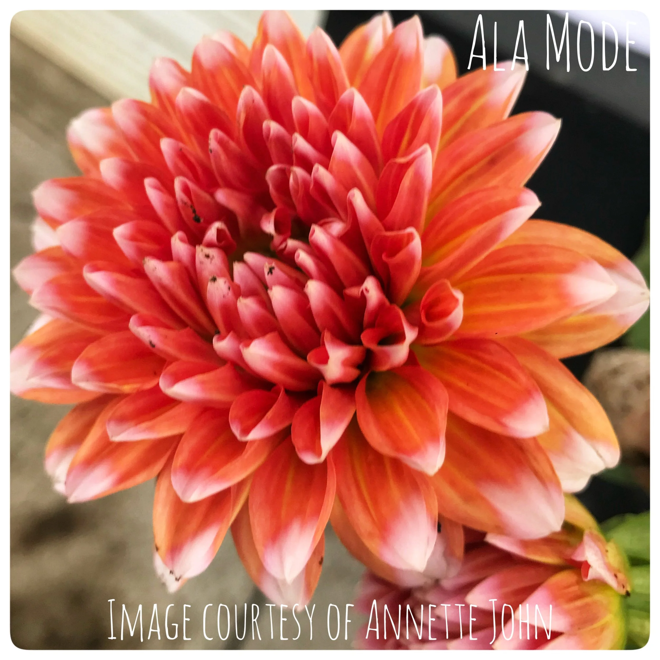 Belle of Barmera Dahlias at Flower Feather Farm, Specialty Chicks and ...