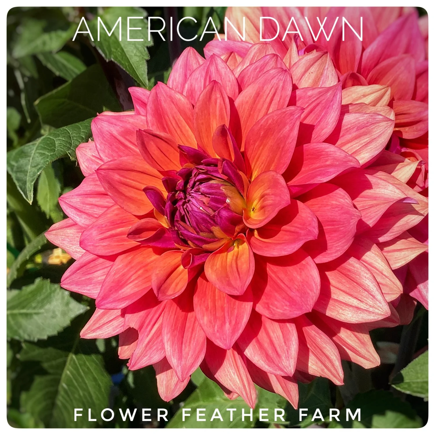 Dahlias — Flower Feather Farm: Chicks & Dahlias