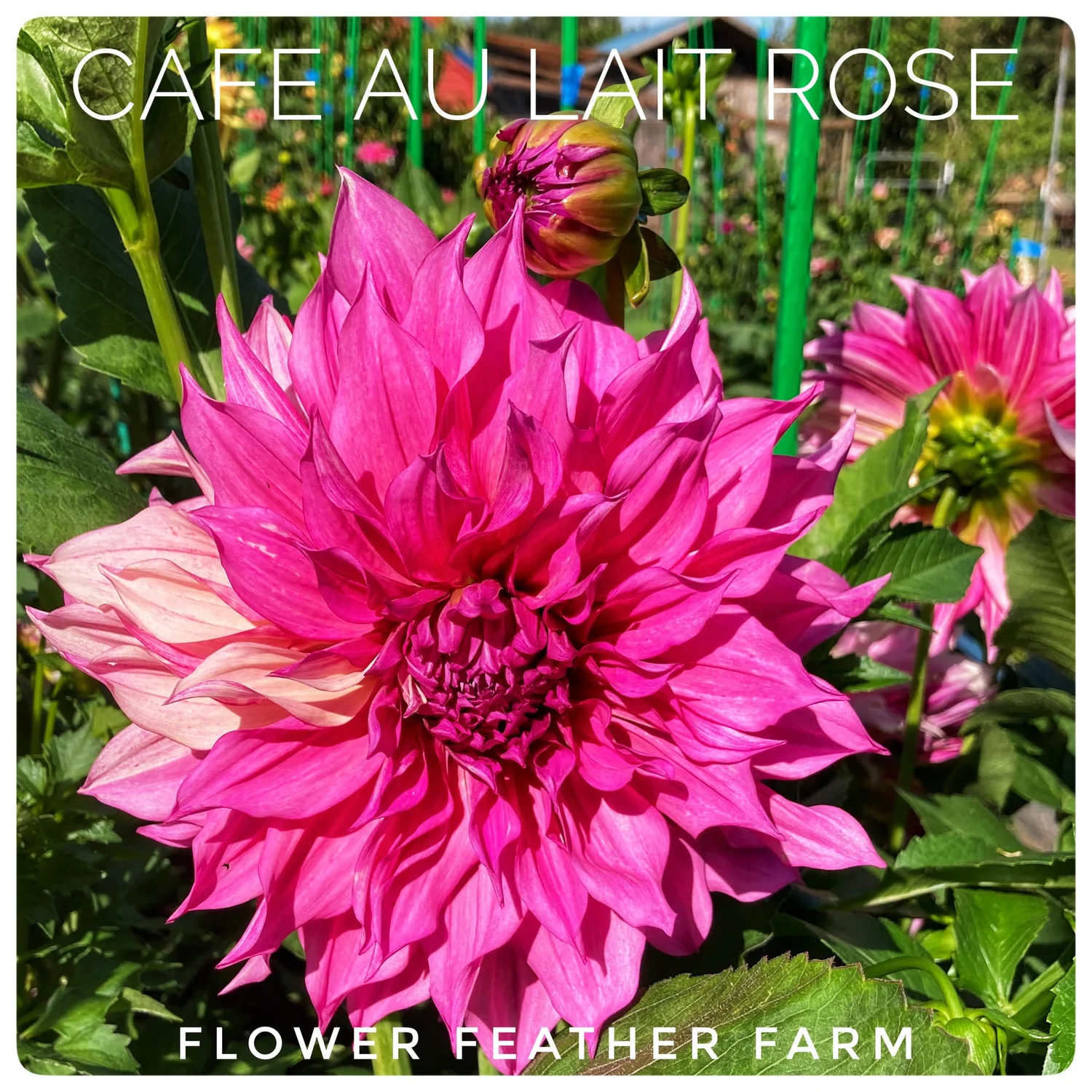 Dahlia Tubers — Flower Feather Farm: Chicks & Dahlias