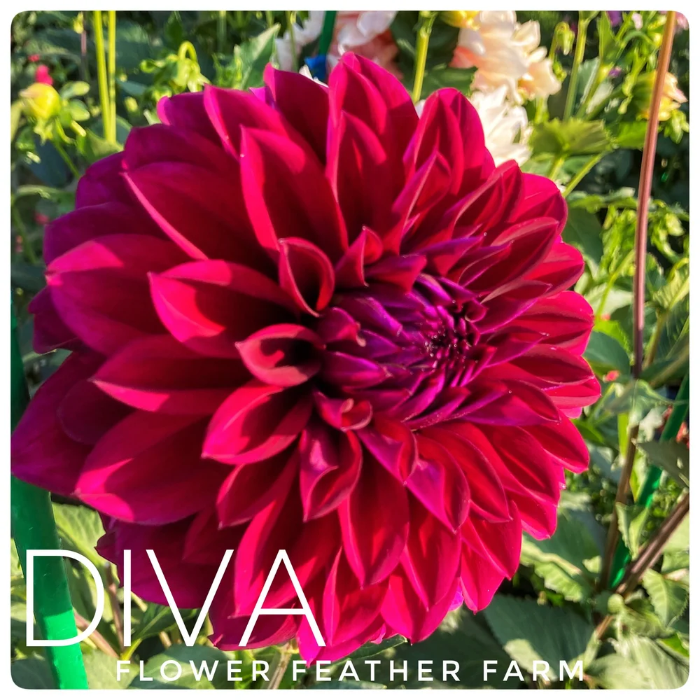 Belle of Barmera Dahlias at Flower Feather Farm, Specialty Chicks and ...