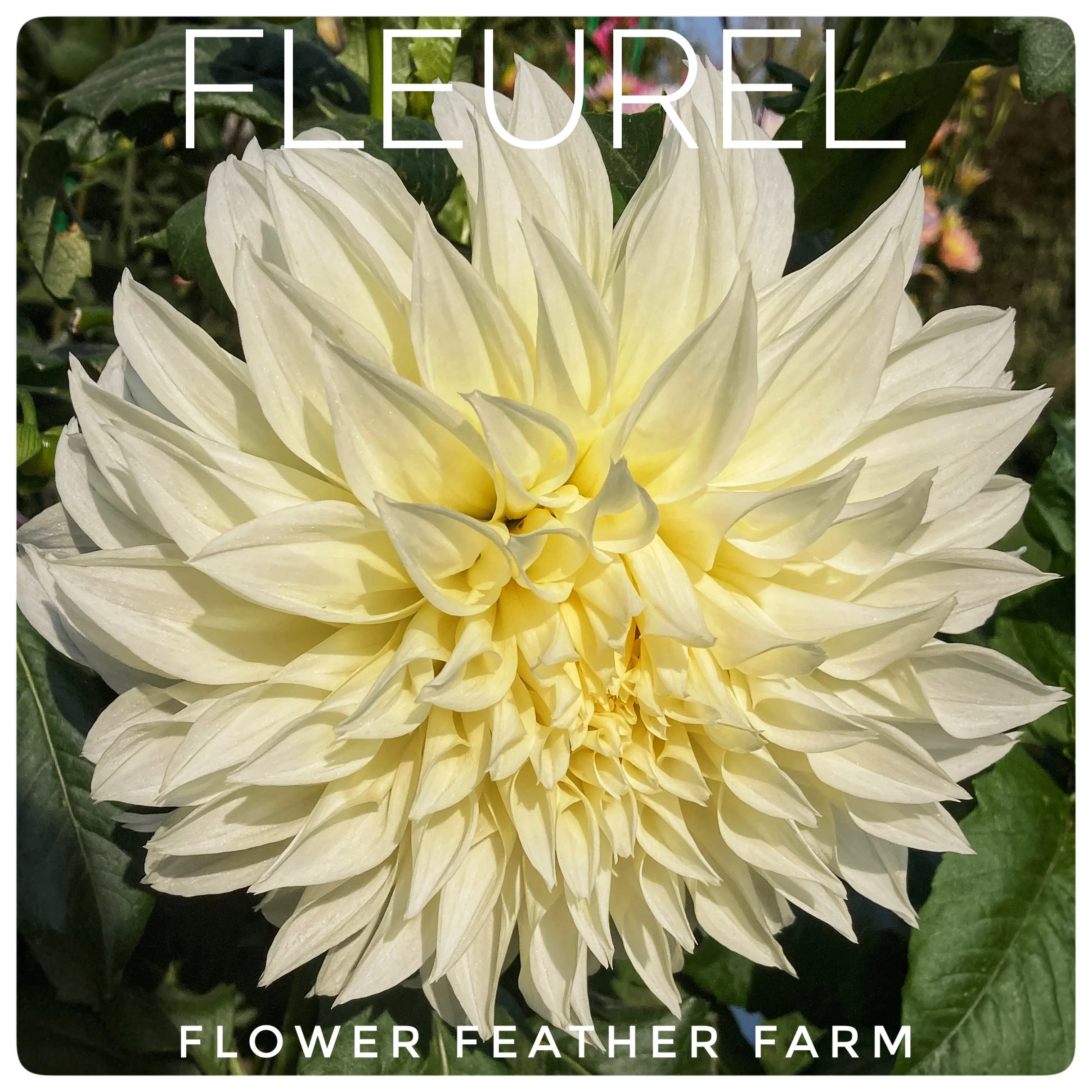 Cafe au Lait Dahlias at Flower Feather Farm, Specialty Chicks and ...