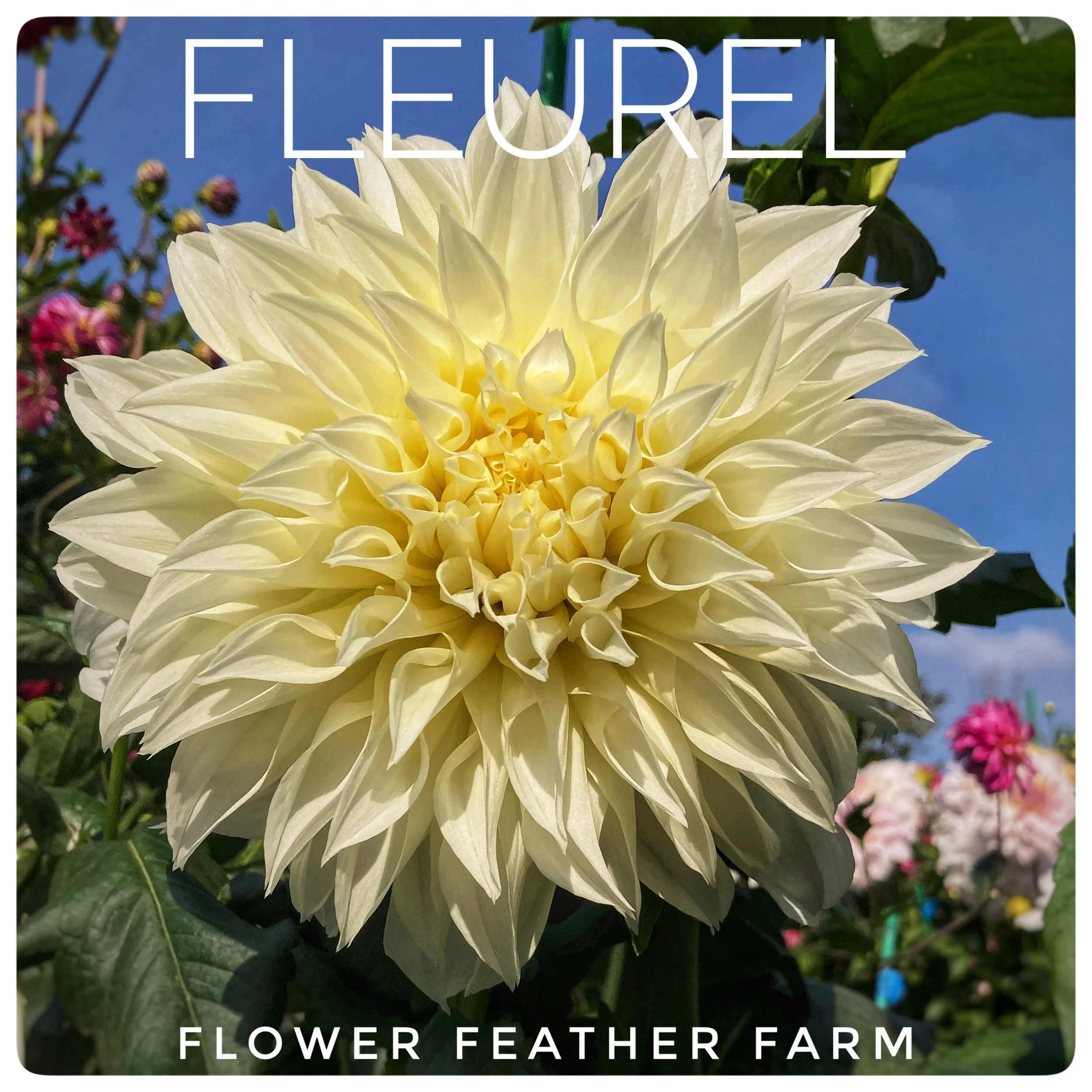 Break Out Dahlias at Flower Feather Farm, Specialty Chicks and Dahlia ...