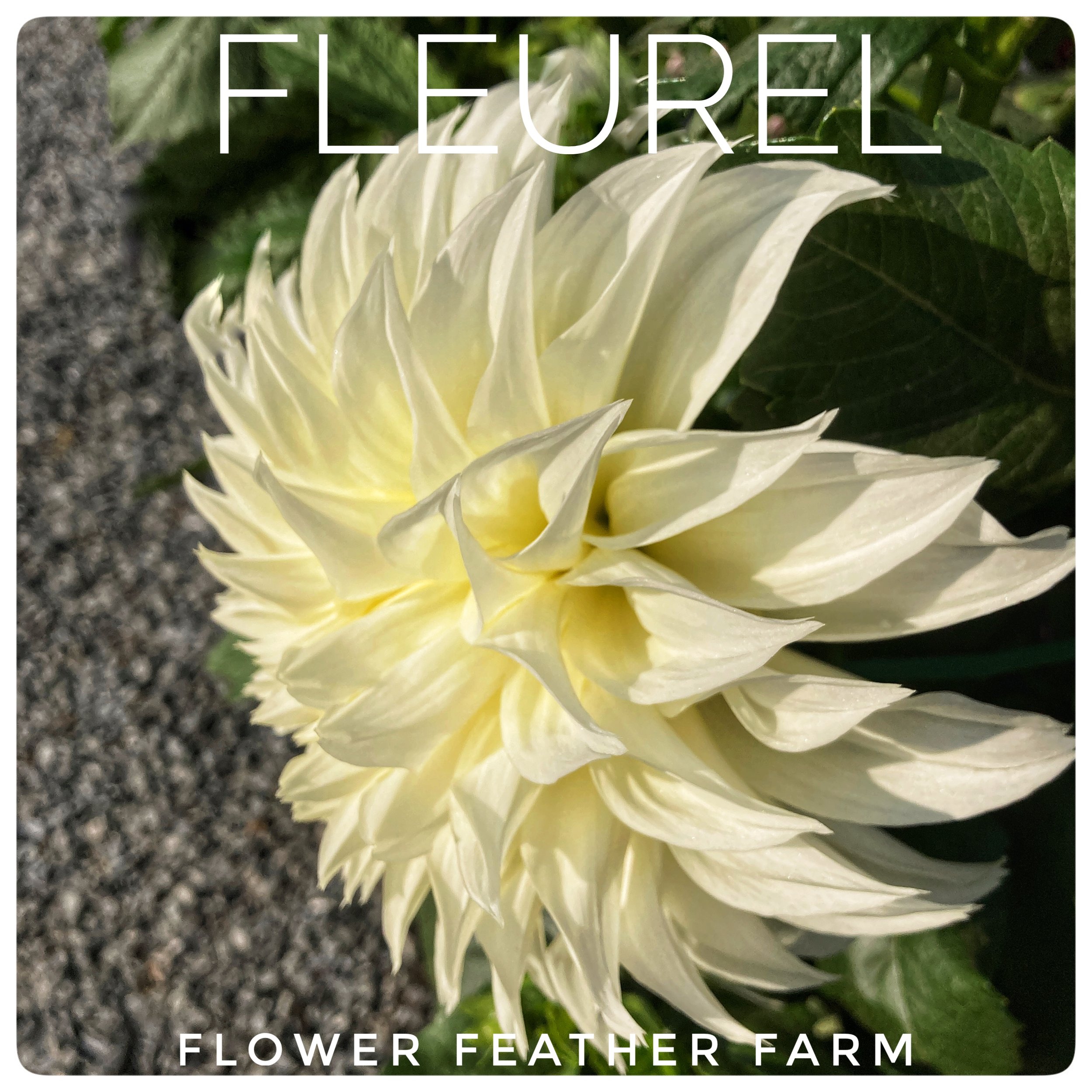 Cafe au Lait Dahlias at Flower Feather Farm, Specialty Chicks and ...