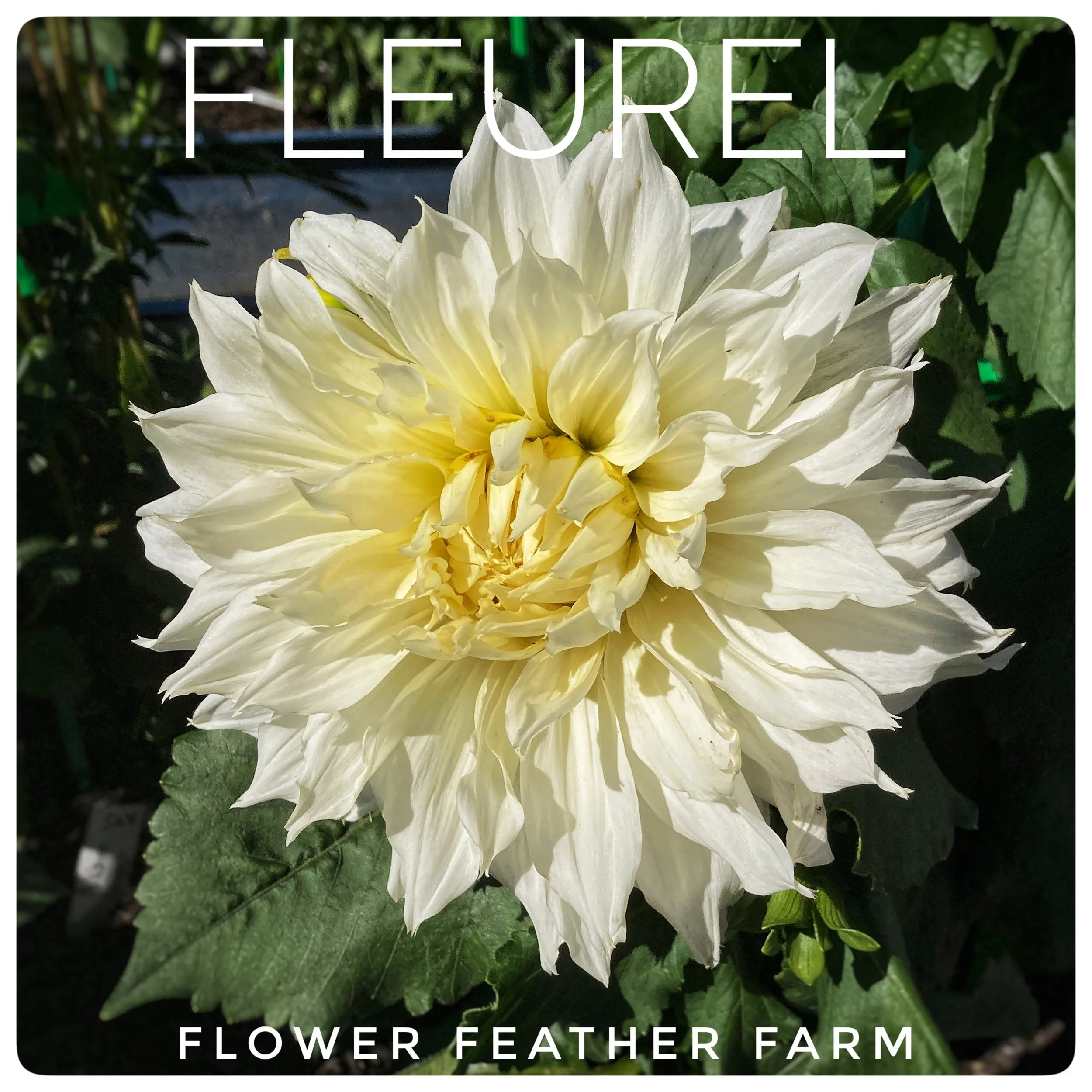 Break Out Dahlias at Flower Feather Farm, Specialty Chicks and Dahlia ...