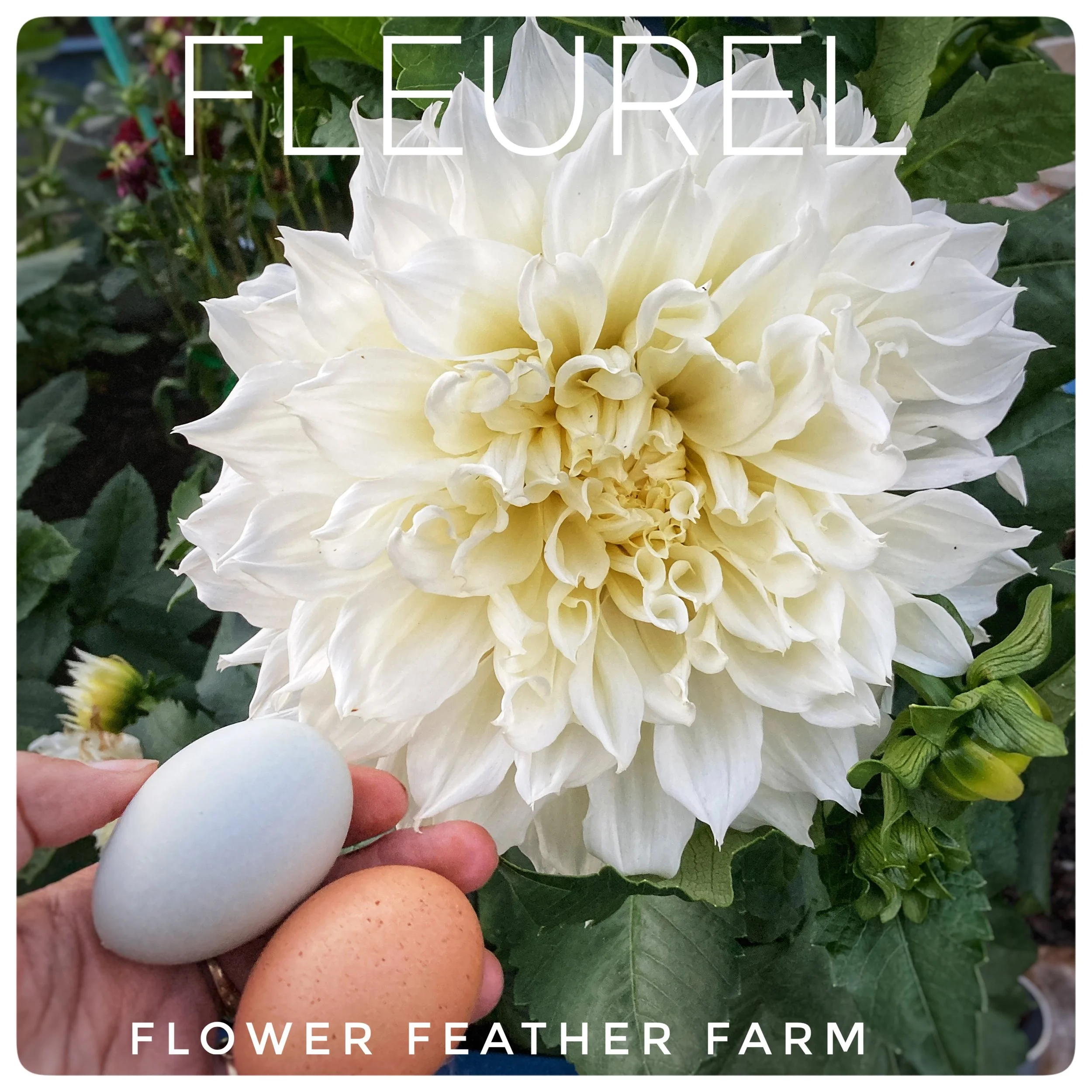 Dahlia Tubers — Flower Feather Farm: Chicks & Dahlias
