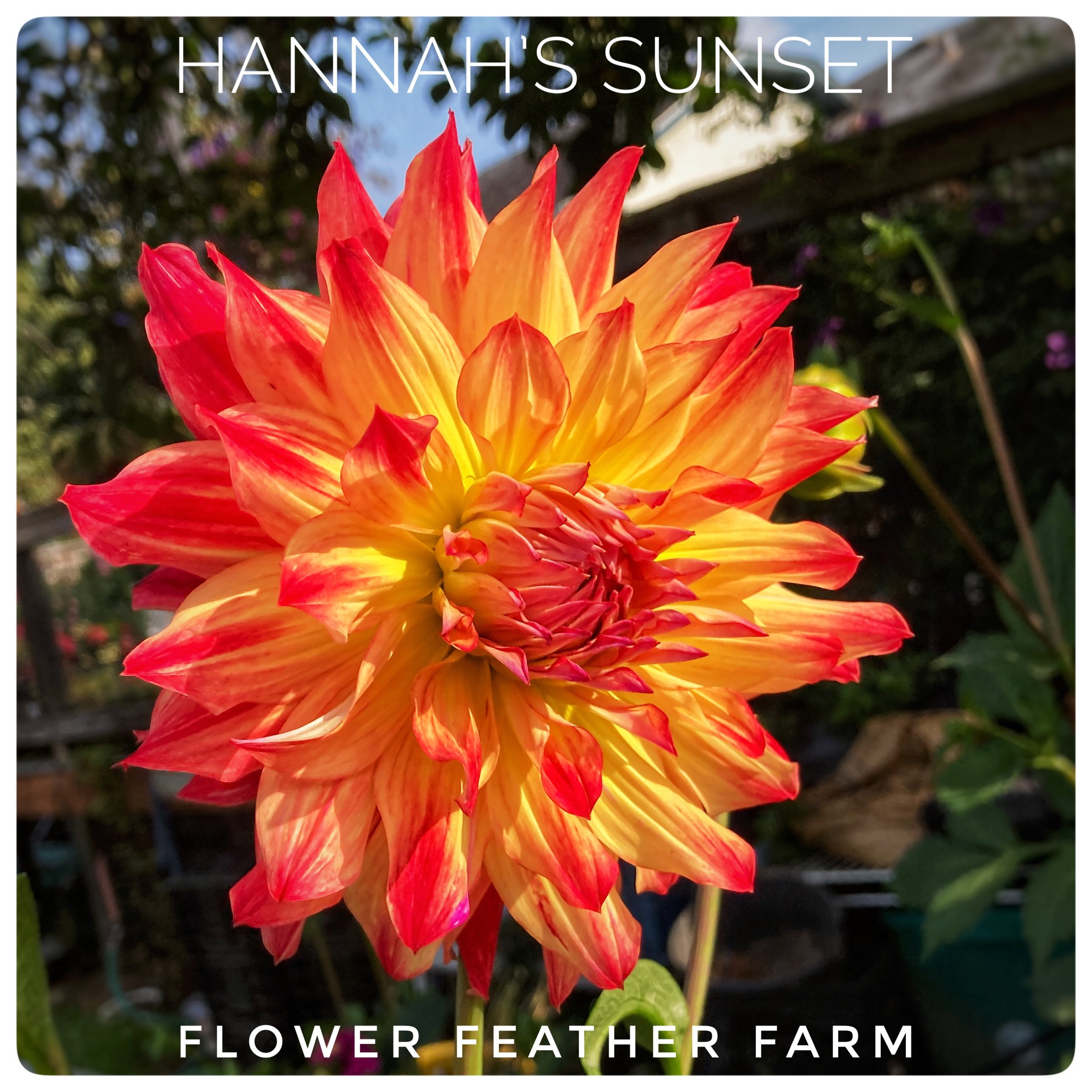 Dahlia Tubers — Flower Feather Farm: Chicks & Dahlias