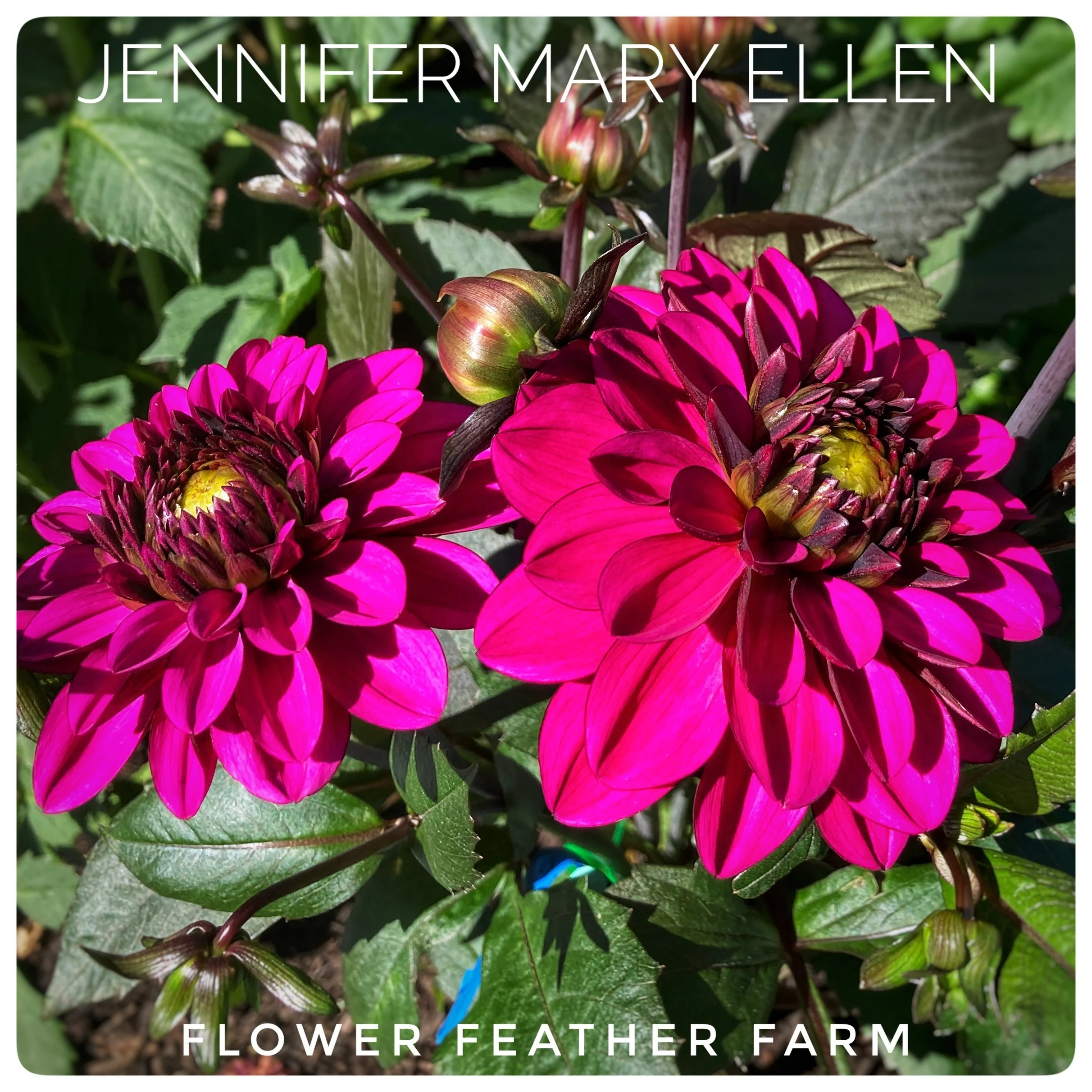 My Hero Dahlia Tubers at Flower Feather Farm, Specialty Chicks and ...