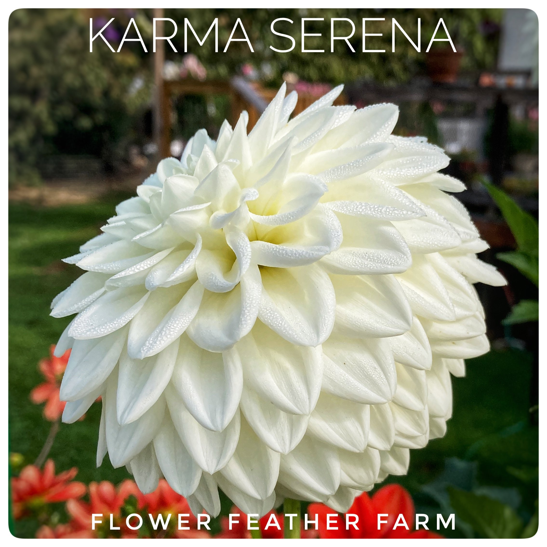 Shiloh Noelle Dahlias at Flower Feather Farm, Specialty Chicks and ...