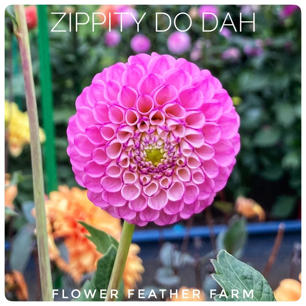 Shiloh Noelle Dahlias at Flower Feather Farm, Specialty Chicks and ...