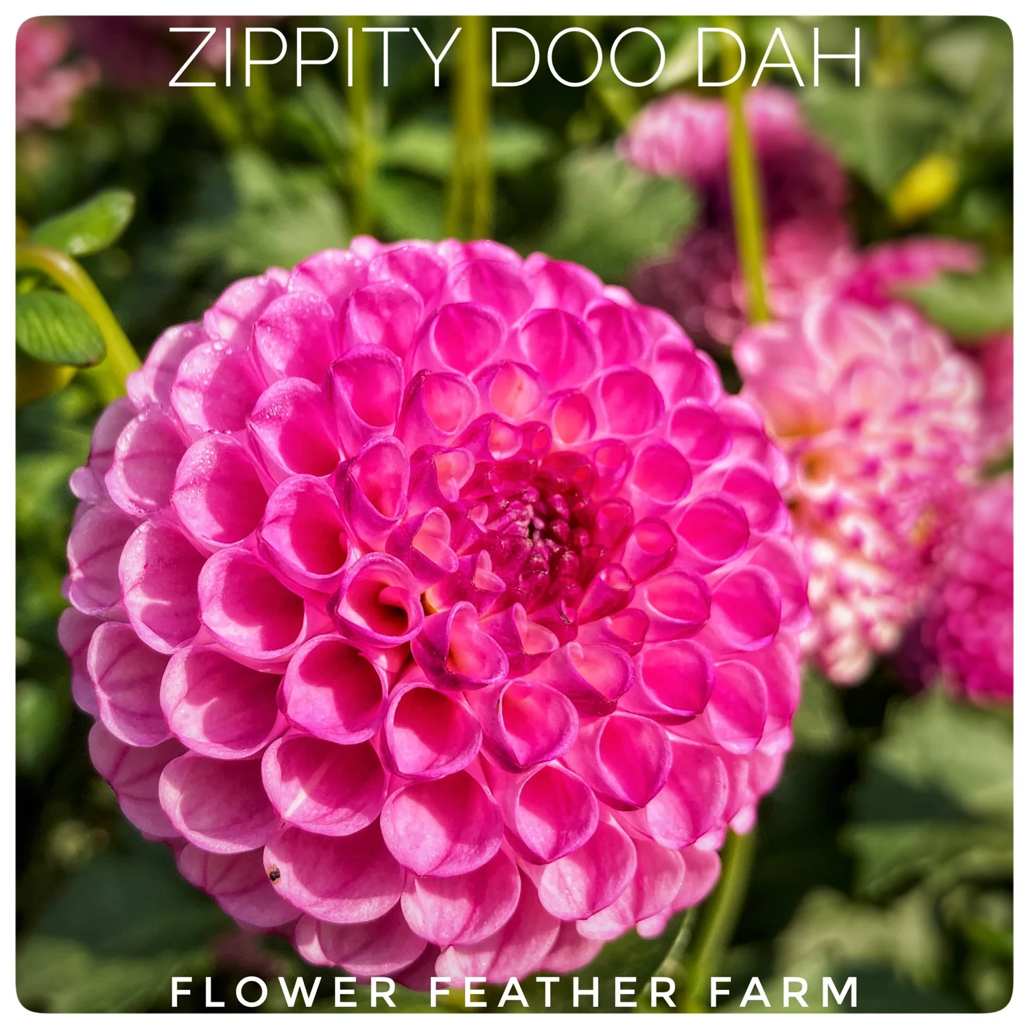 Shiloh Noelle Dahlias at Flower Feather Farm, Specialty Chicks and ...