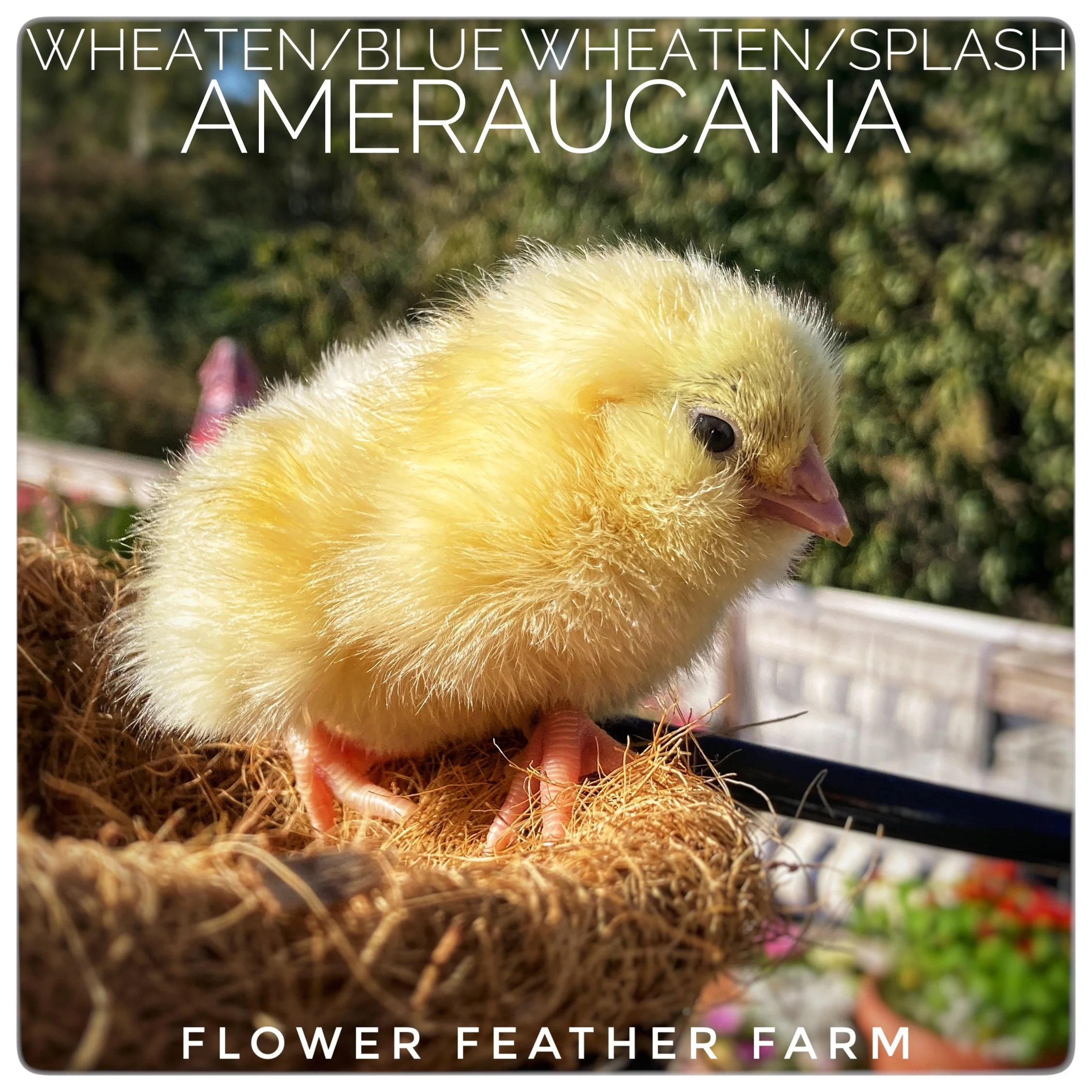 Breeds & Chicks Available — Flower Feather Farm: Chicks & Dahlias