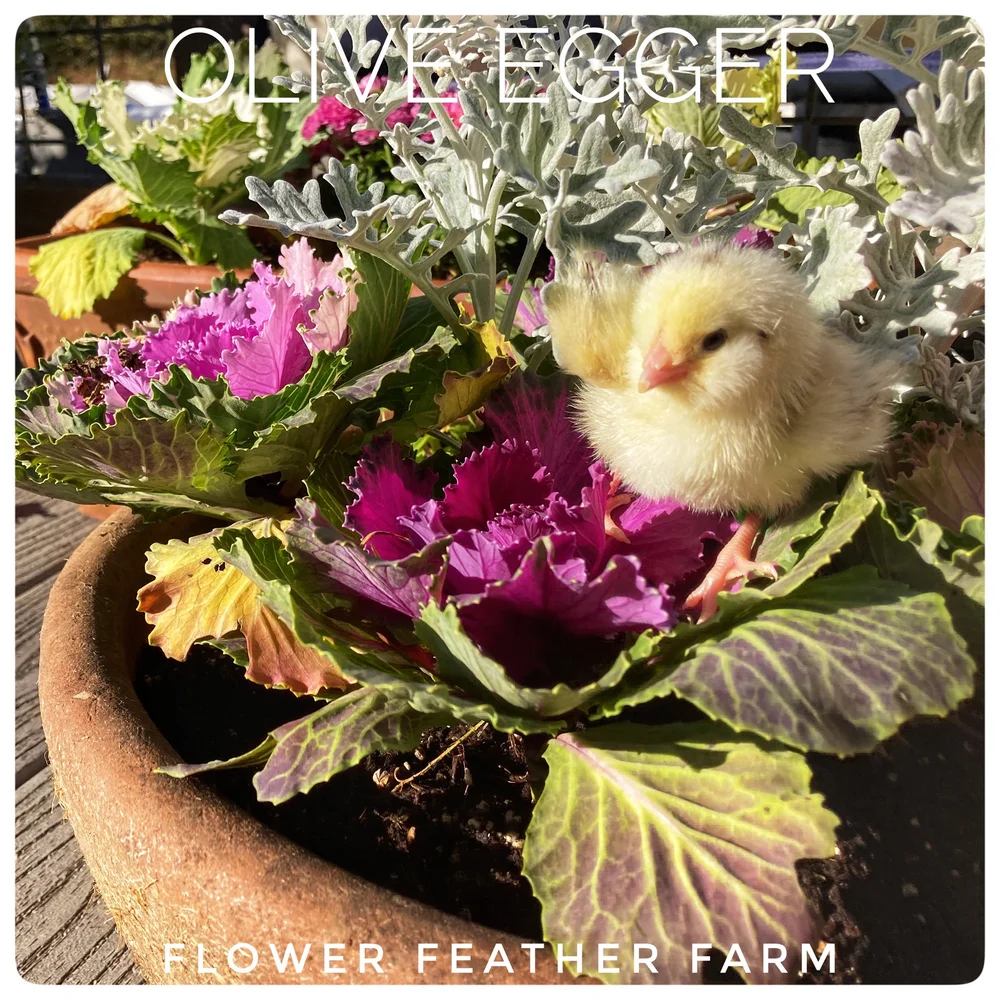 Wheaten/Blue Wheaten/Splash Ameraucanas Hatching Eggs at Flower Feather ...