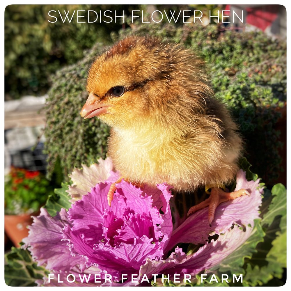 Jubilee Orpington Chicks available year-round at Flower Feather Farm ...