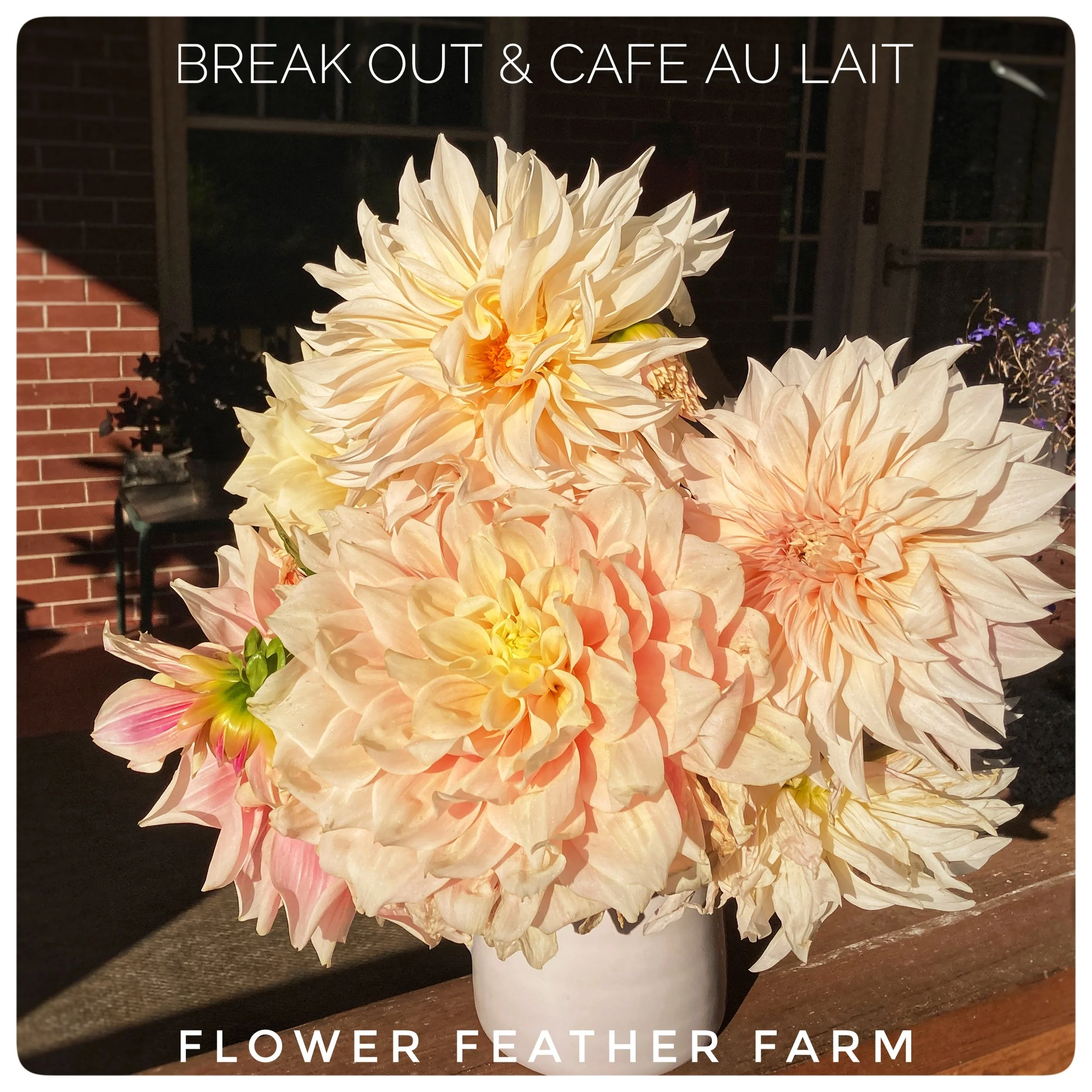 Break Out Dahlias at Flower Feather Farm, Specialty Chicks and Dahlia ...