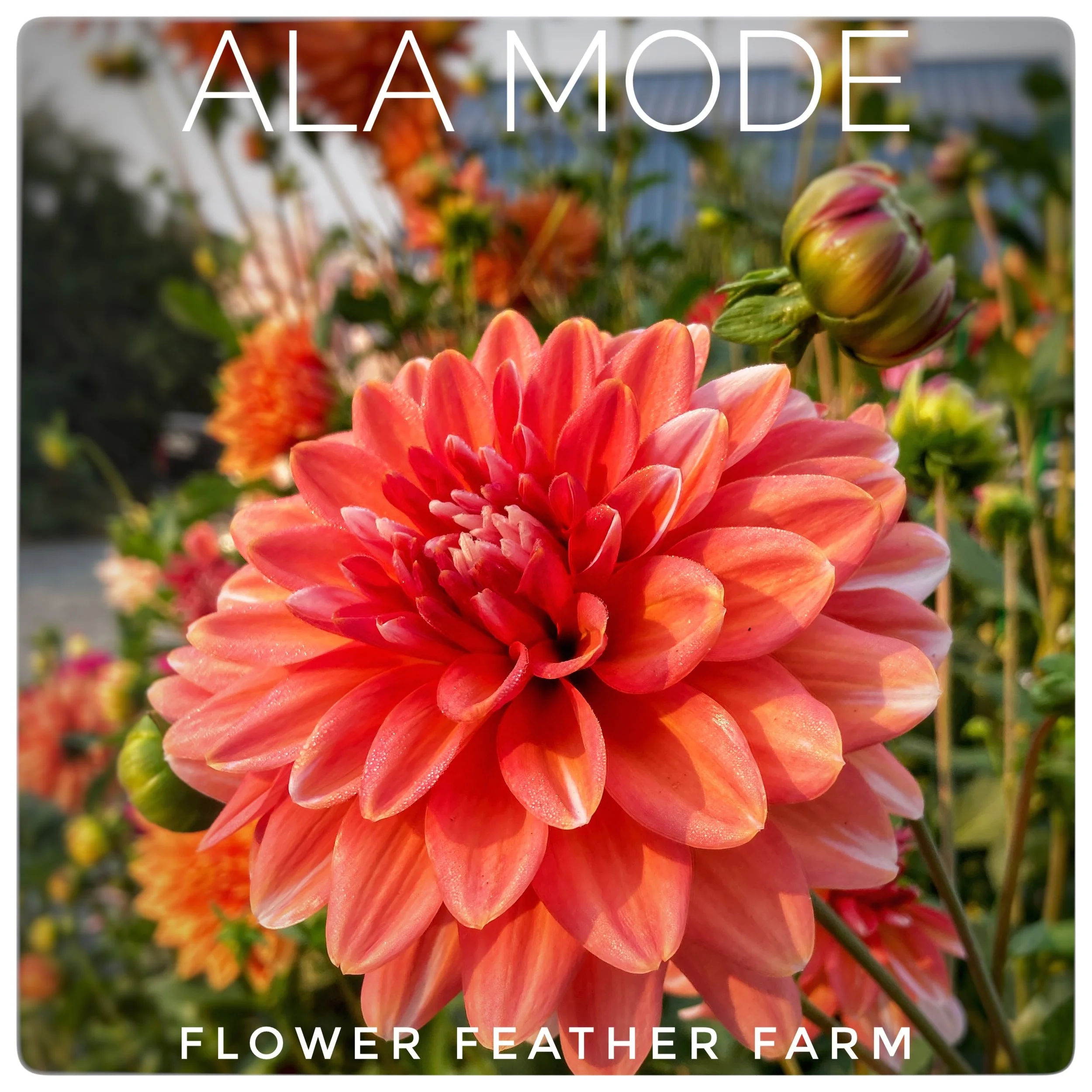 Sandia Brocade Dahlias at Flower Feather Farm, chicks & dahlias — Flower Feather Farm: Chicks ...