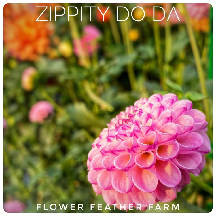 Shiloh Noelle Dahlias at Flower Feather Farm, Specialty Chicks and ...