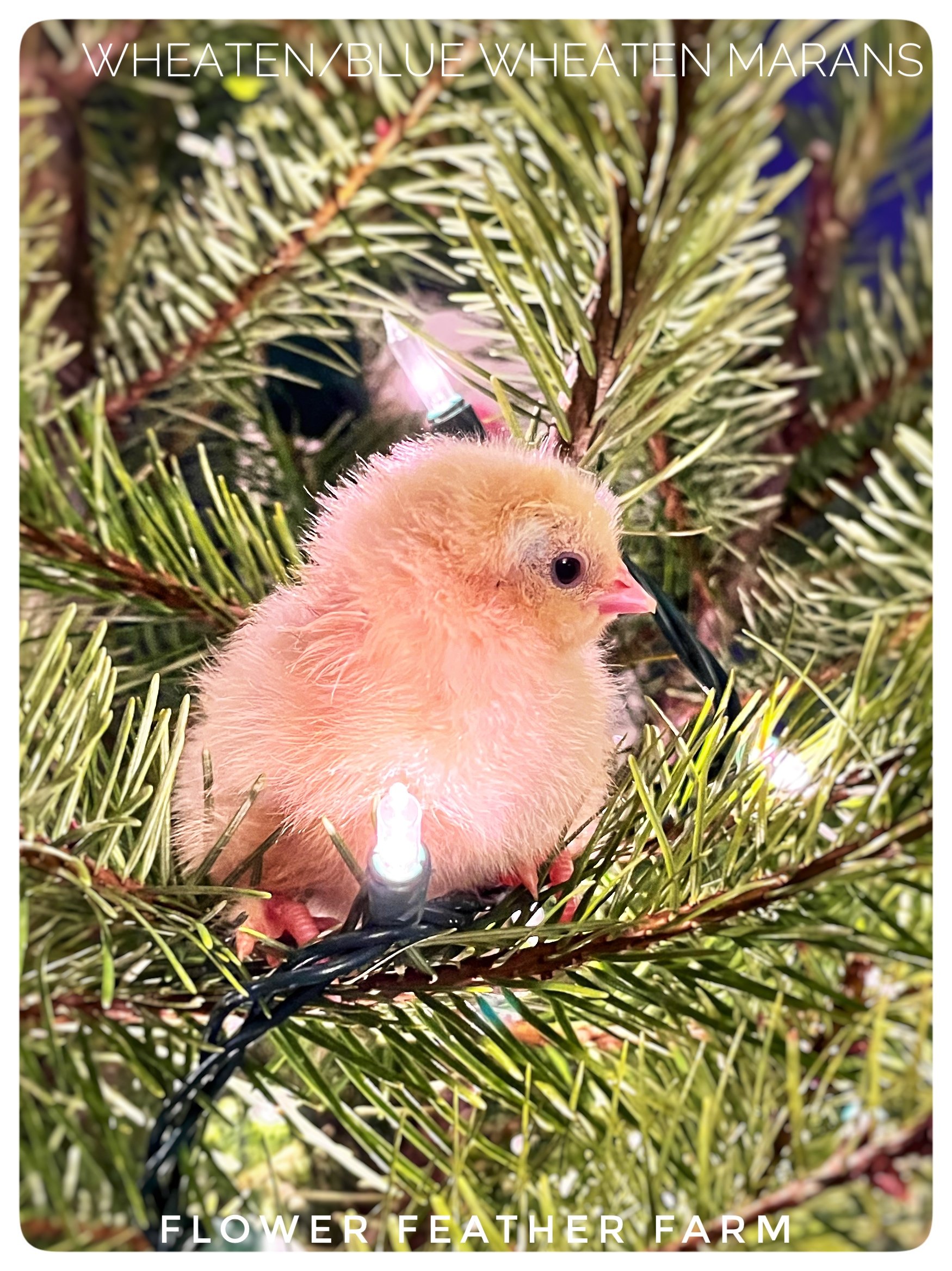 Wheaten/Blue Wheaten Marans Chicks at Flower Feather Farm, Specialty ...