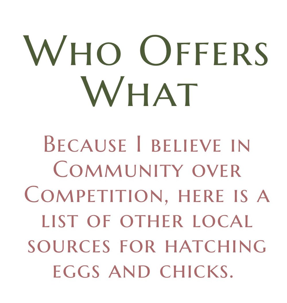 Washington Poultry Peeps