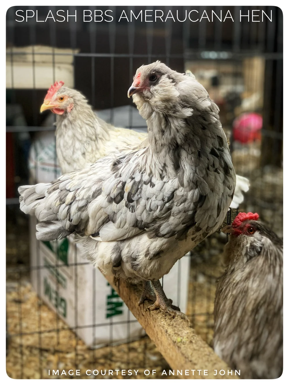 Wheaten Oliver Chicks — Flower Feather Farm: Chicks & Dahlias