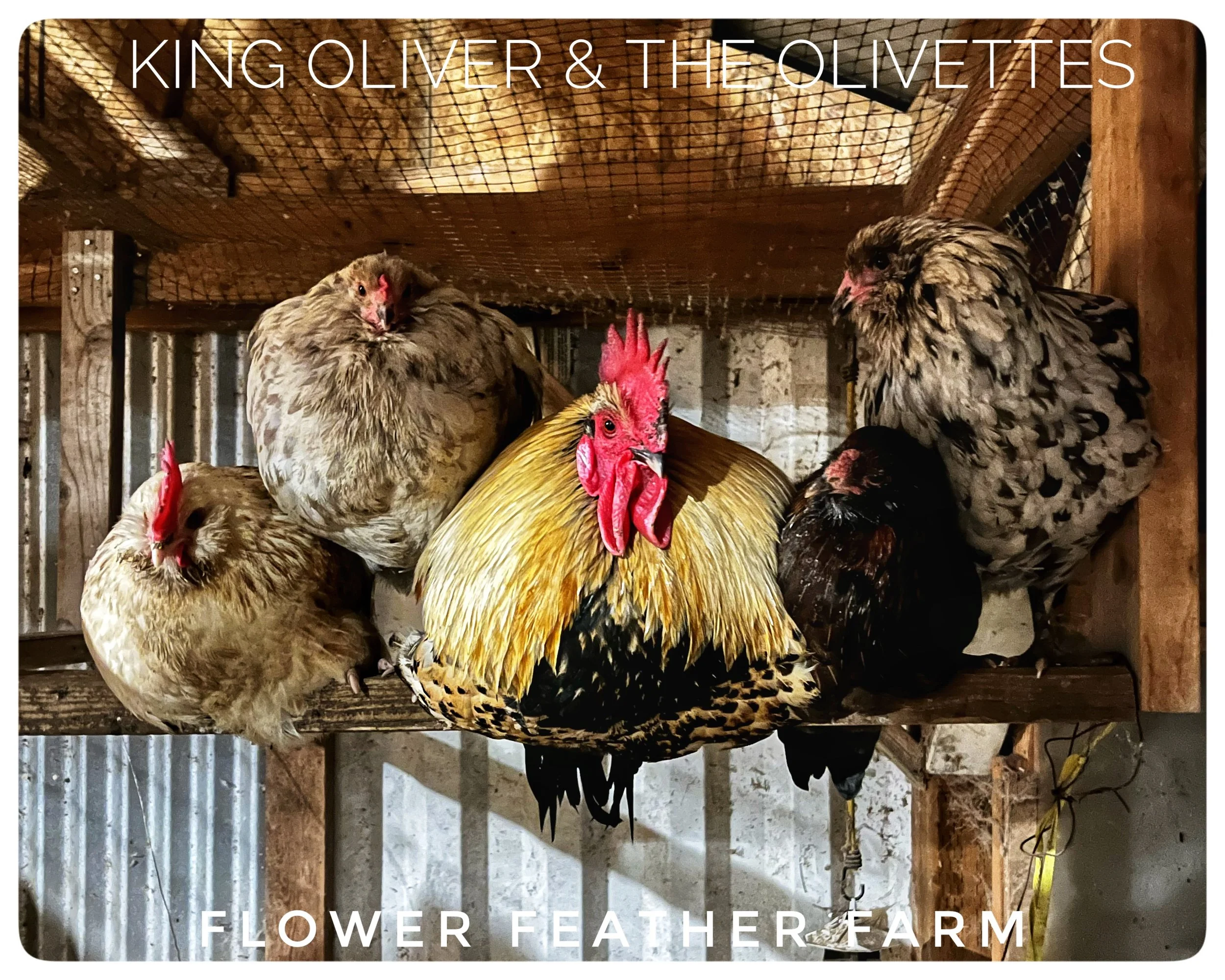 Wheaten/Blue Wheaten Marans Chicks at Flower Feather Farm, Specialty ...