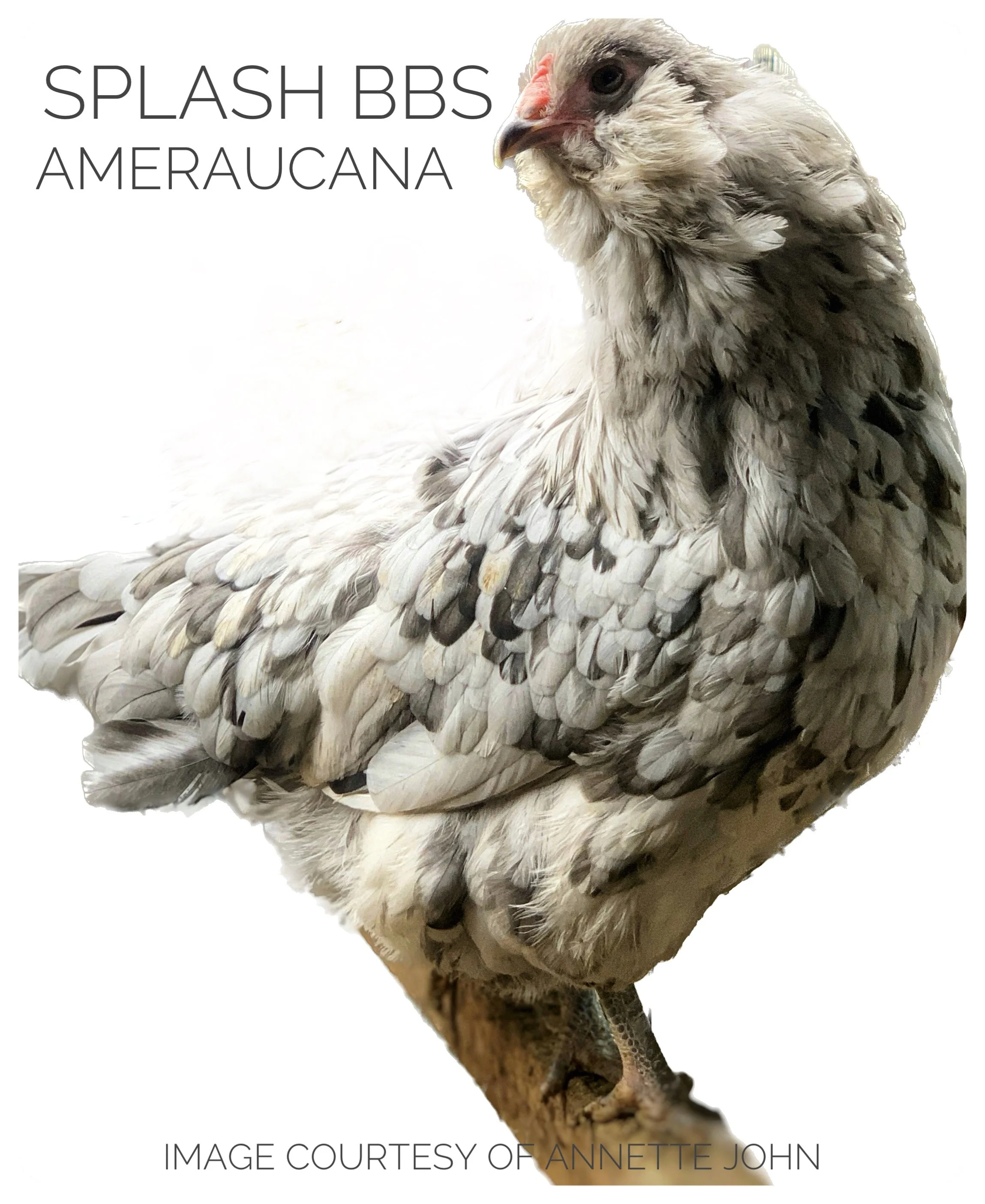 Wheaten/Blue Wheaten/Splash Ameraucanas Chicks available at Flower ...