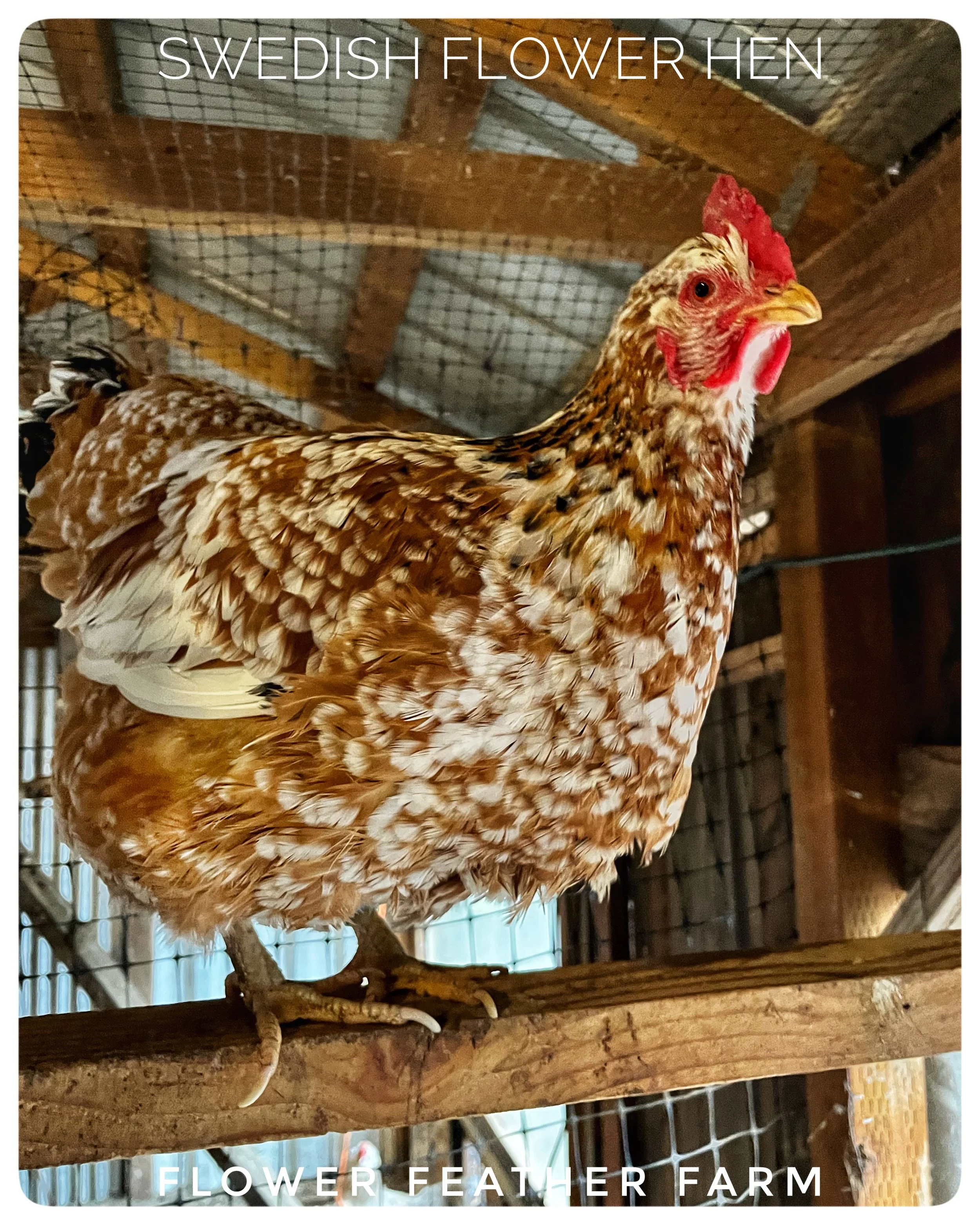 Wheaten/Blue Wheaten Marans Chicks at Flower Feather Farm, Specialty ...