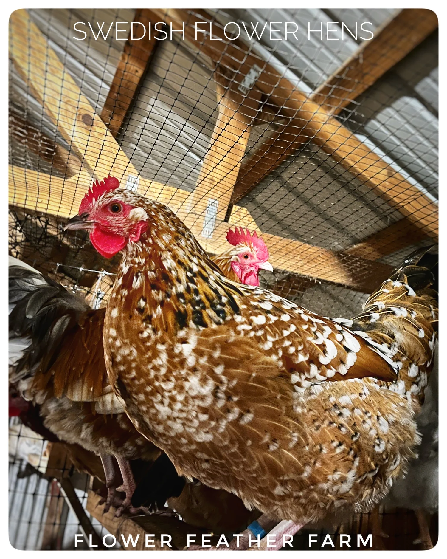 Wheaten/Blue Wheaten Marans Chicks at Flower Feather Farm, Specialty ...