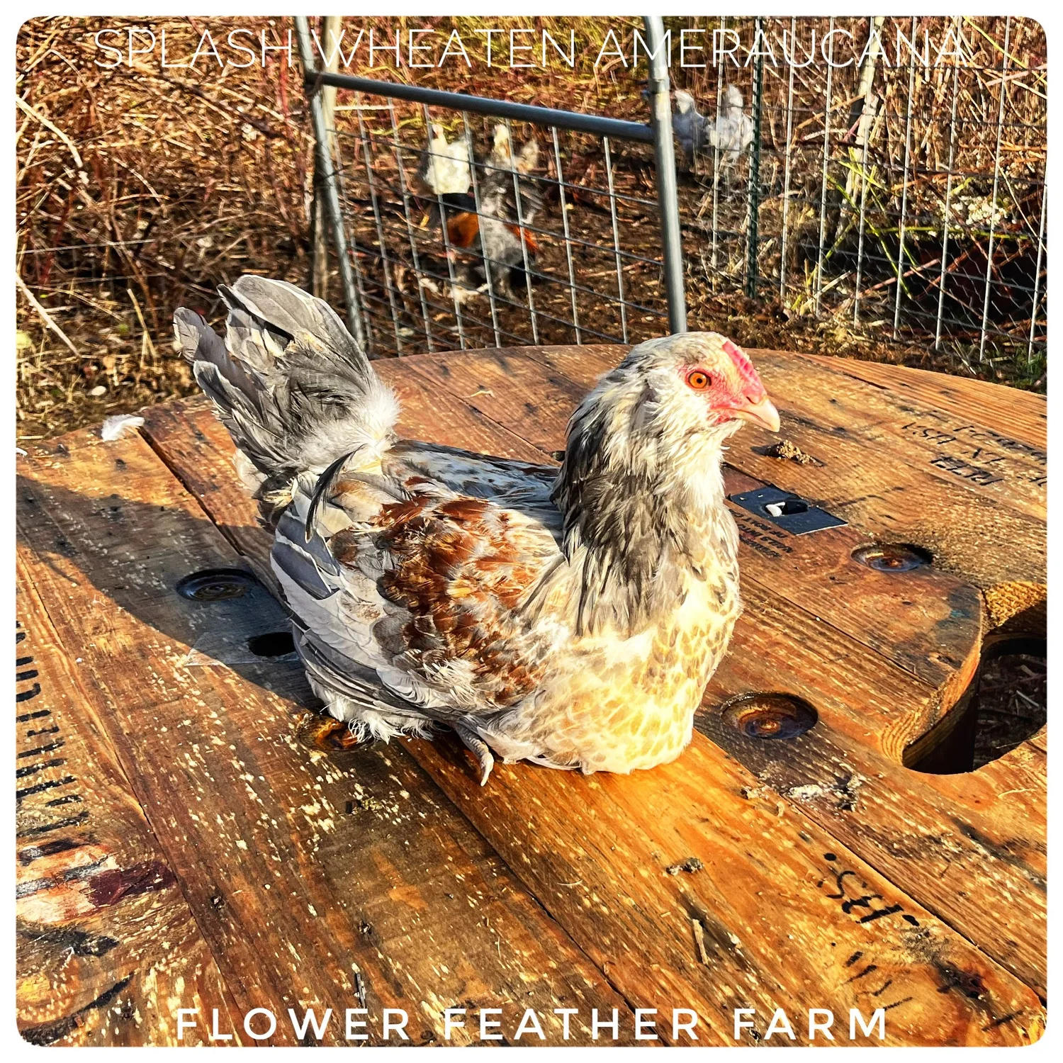 Americana Chicken Rooster