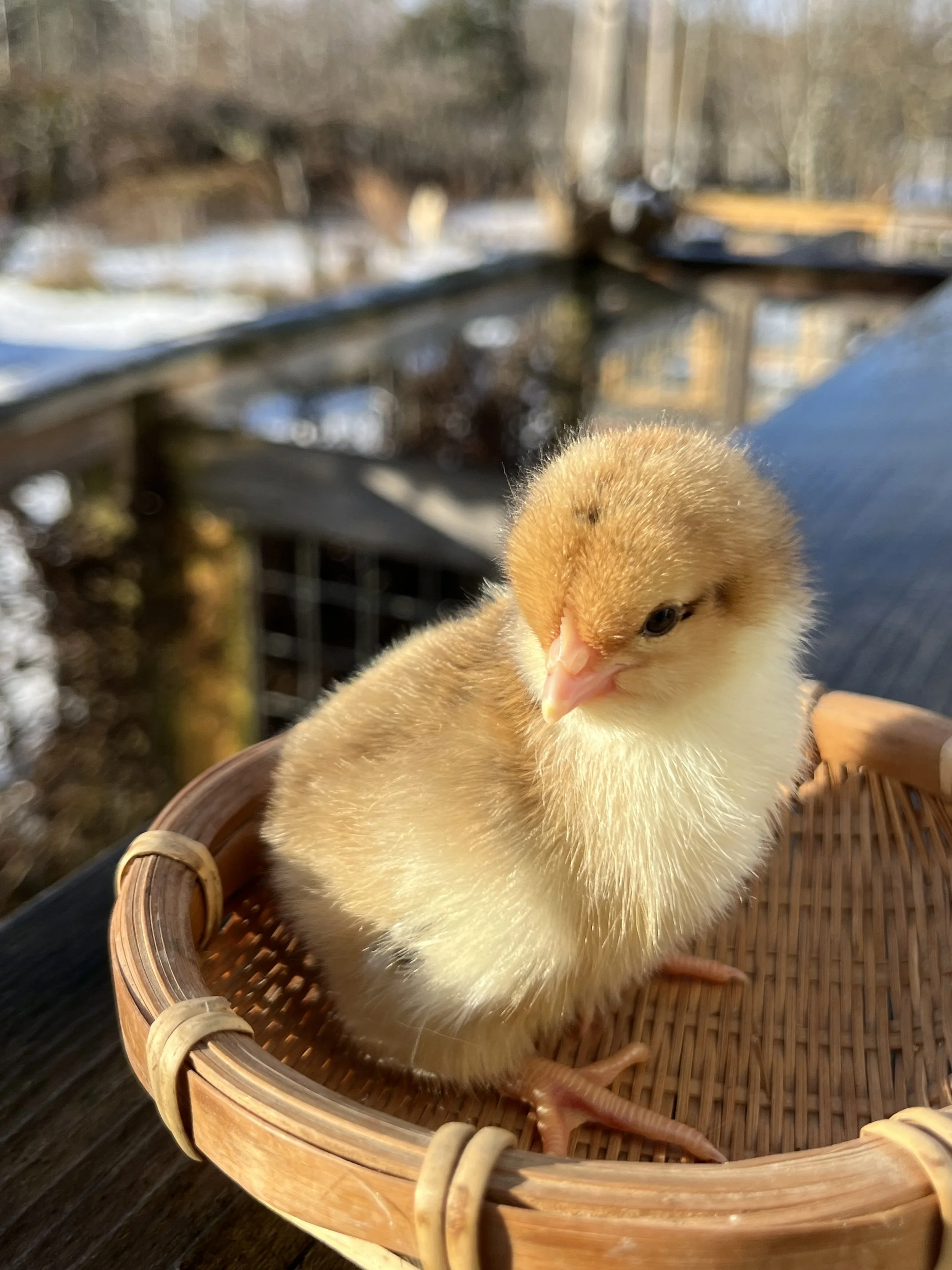Wheaten/Blue Wheaten Marans Chicks