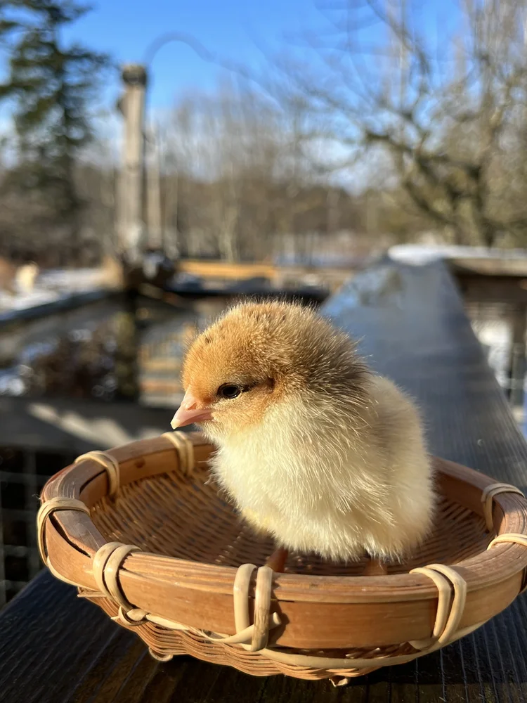 Wheaten/Blue Wheaten Marans Chicks at Flower Feather Farm, Specialty ...