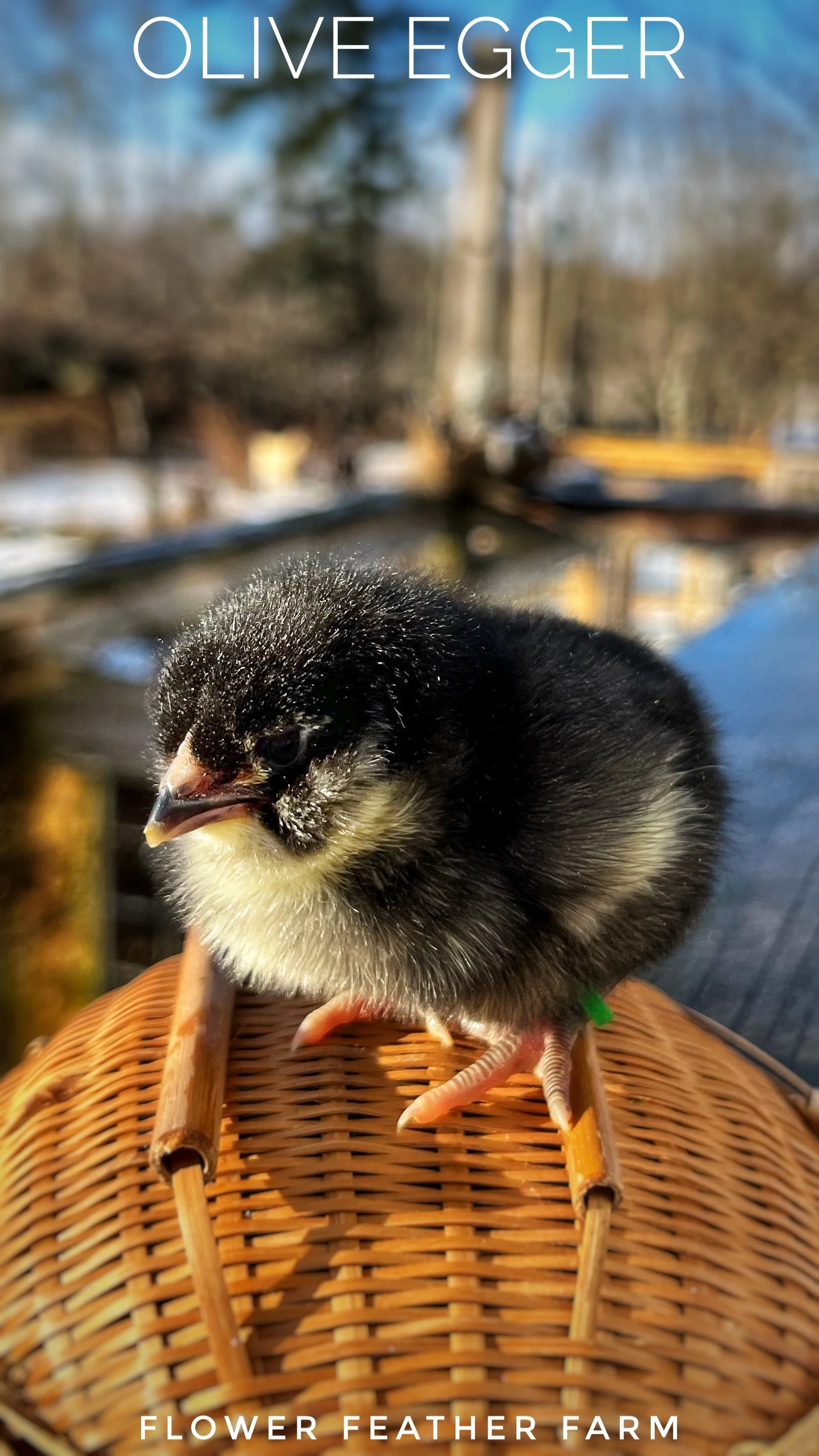 Wheaten/Blue Wheaten Marans Chicks at Flower Feather Farm, Specialty ...