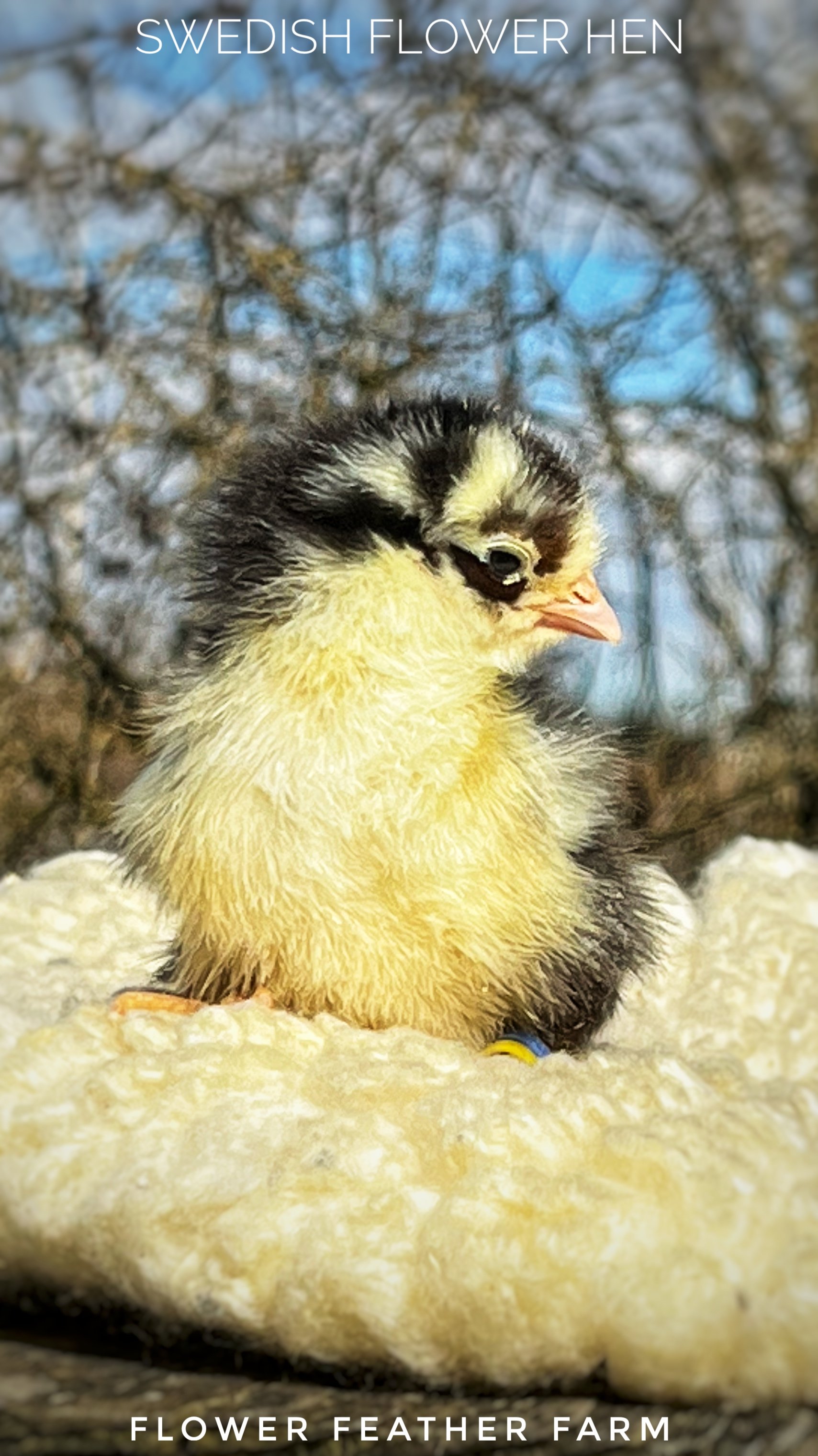 Wheaten/Blue Wheaten Marans Chicks at Flower Feather Farm, Specialty ...