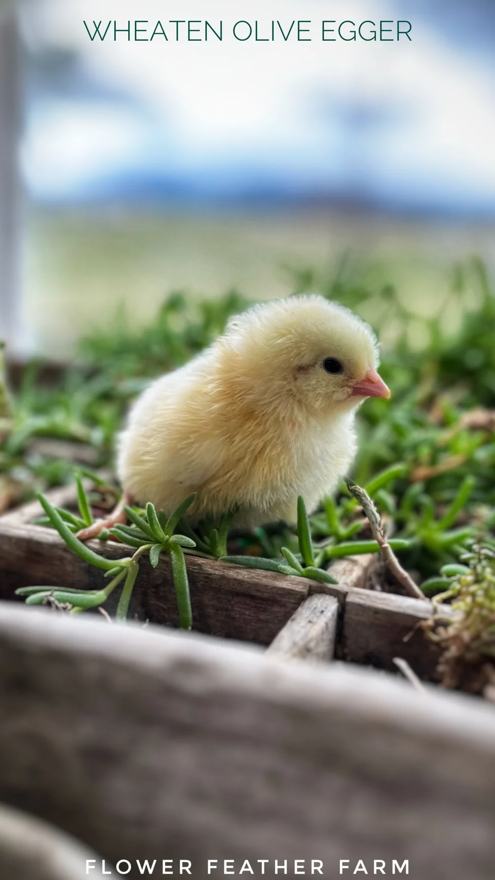 Jubilee Orpington Chicks available year-round at Flower Feather Farm ...