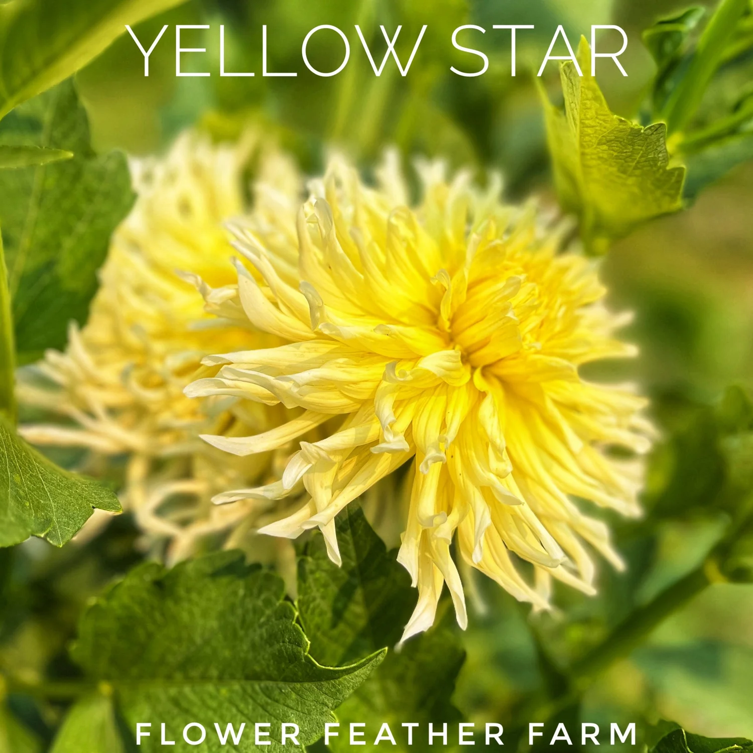Yellow Dahlia Flower