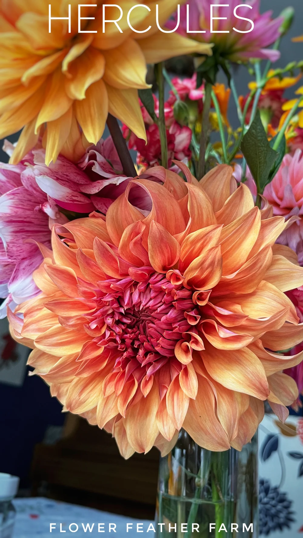 Seattle Dahlia Tubers at Flower Feather Farm, Chicks & Dahlia — Flower ...