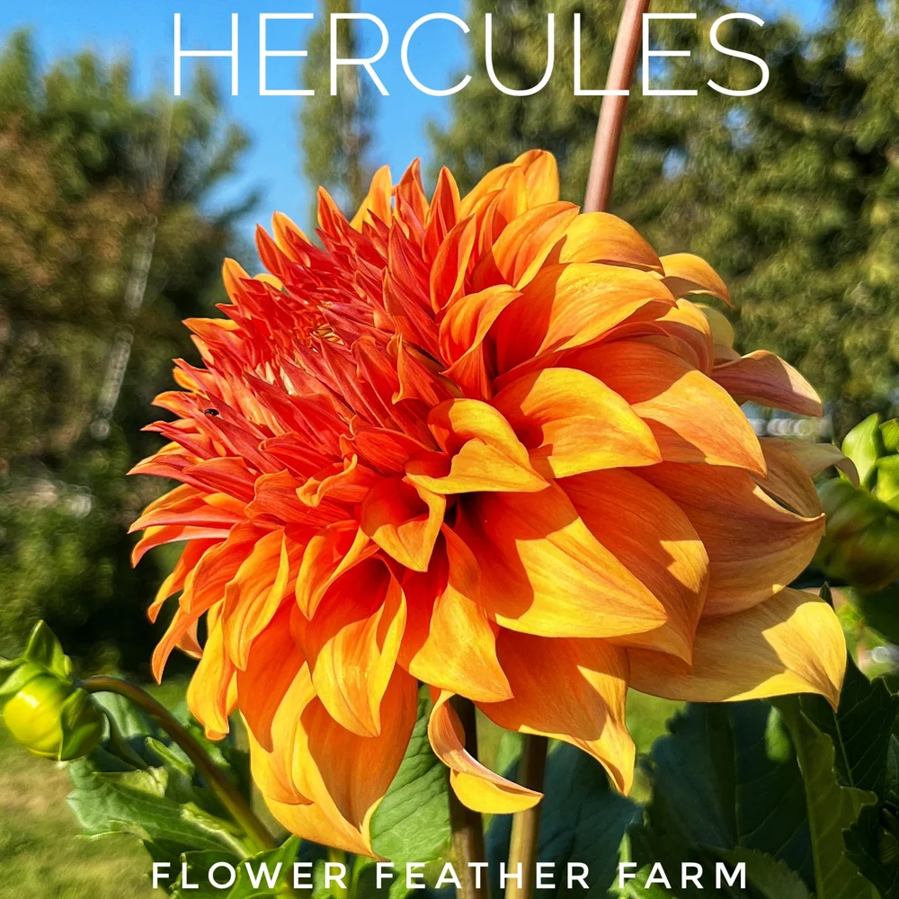 Seattle Dahlia Tubers at Flower Feather Farm, Chicks & Dahlia — Flower ...
