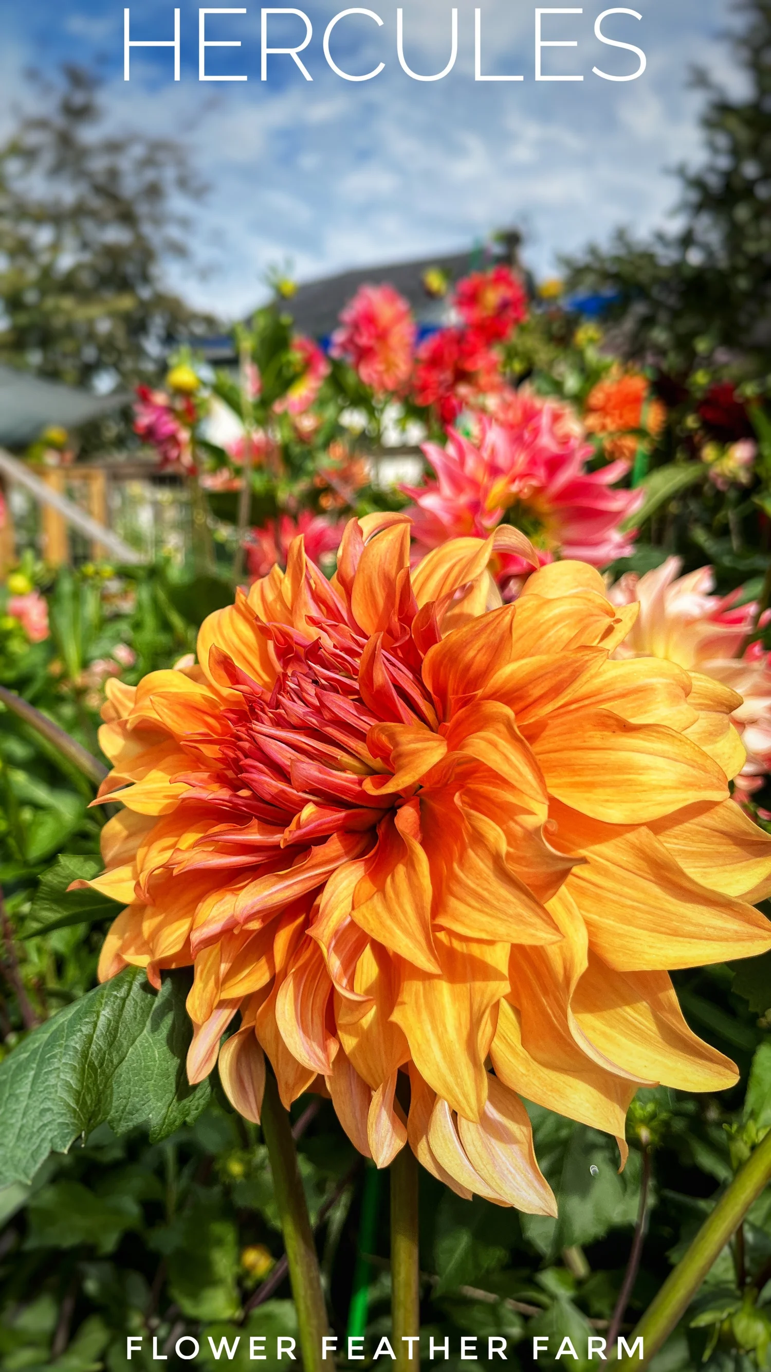 Motto Dahlias at Flower Feather Farm, chicks & dahlias — Flower Feather ...