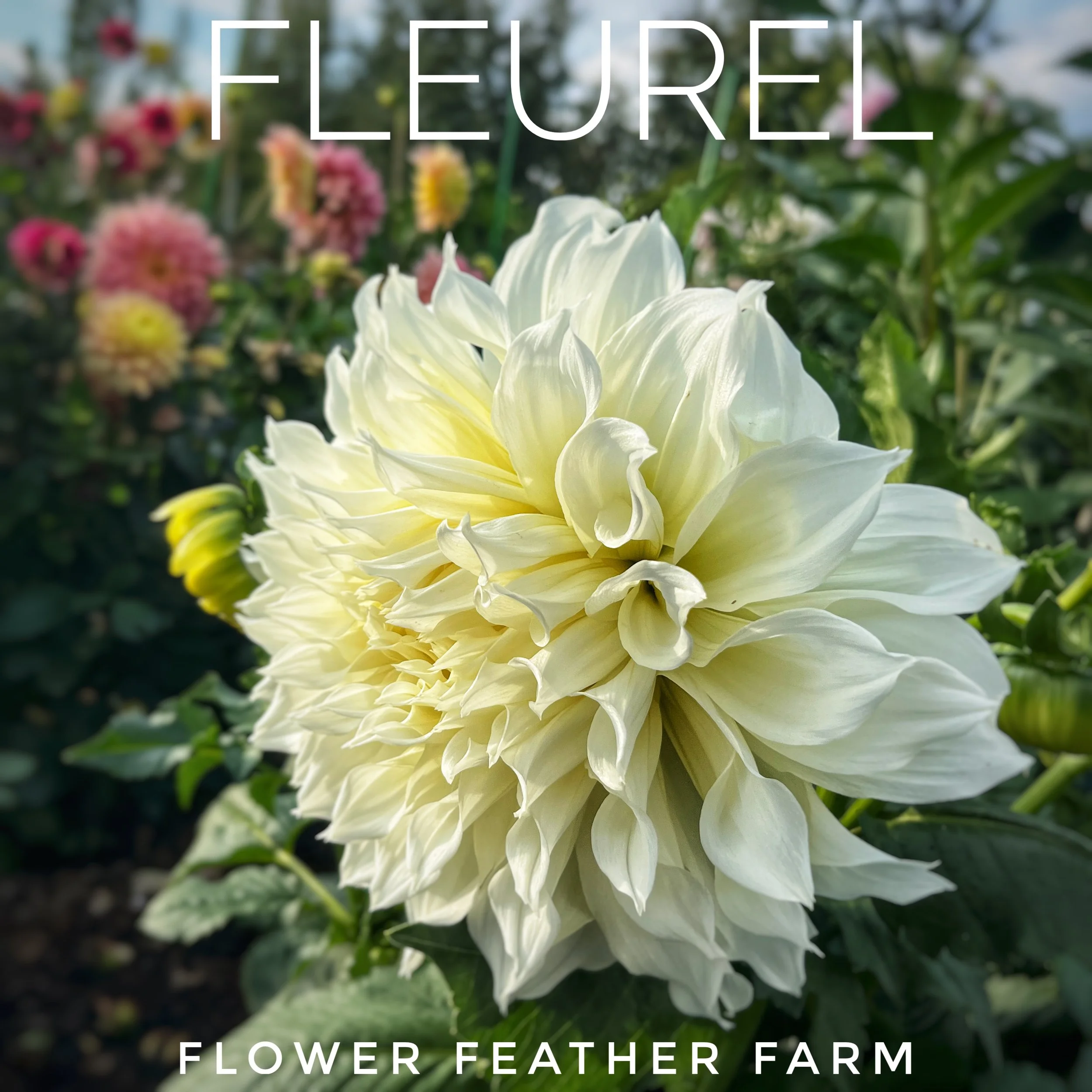 Break Out Dahlias at Flower Feather Farm, Specialty Chicks and Dahlia ...