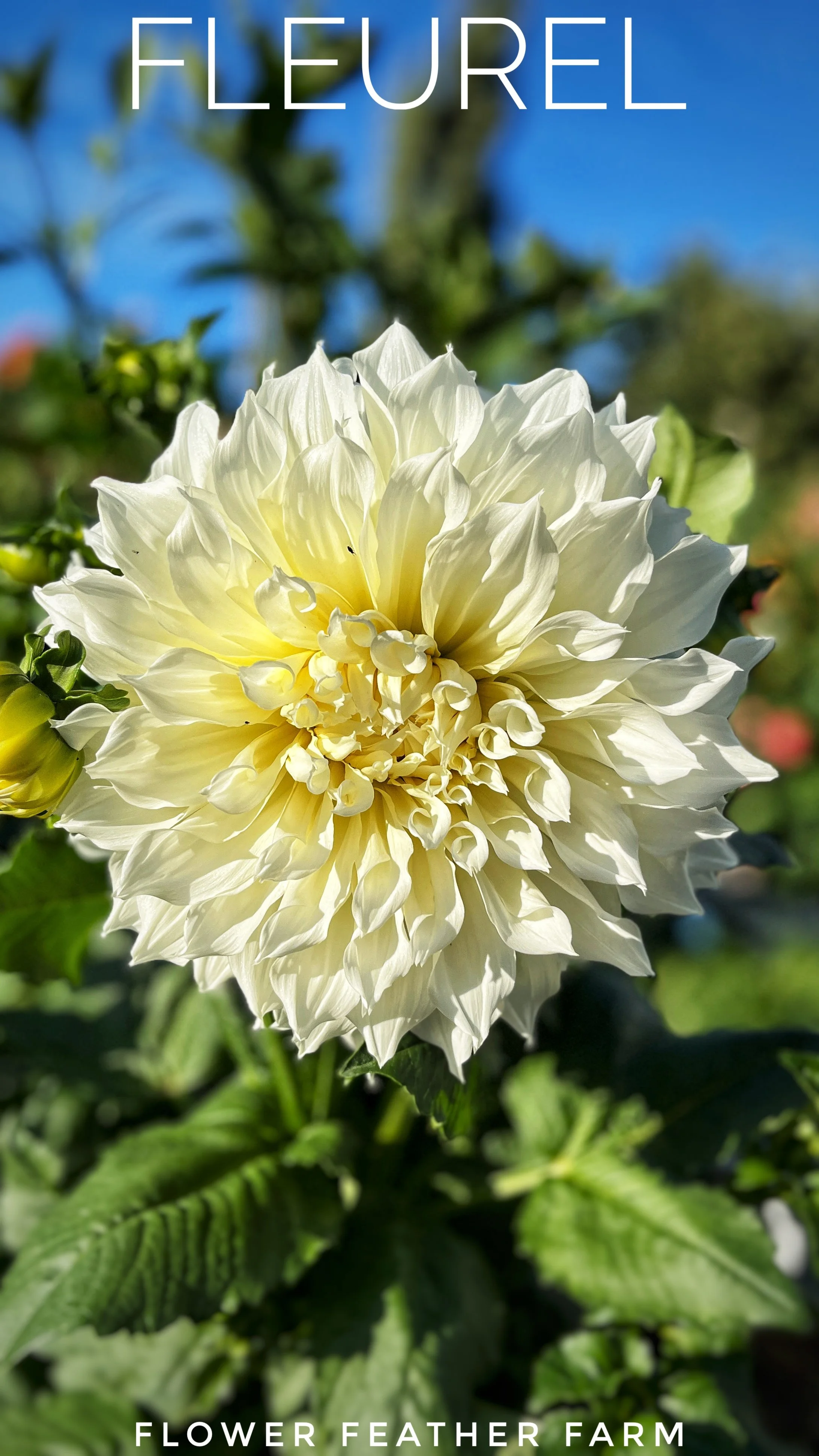 Break Out Dahlias at Flower Feather Farm, Specialty Chicks and Dahlia ...
