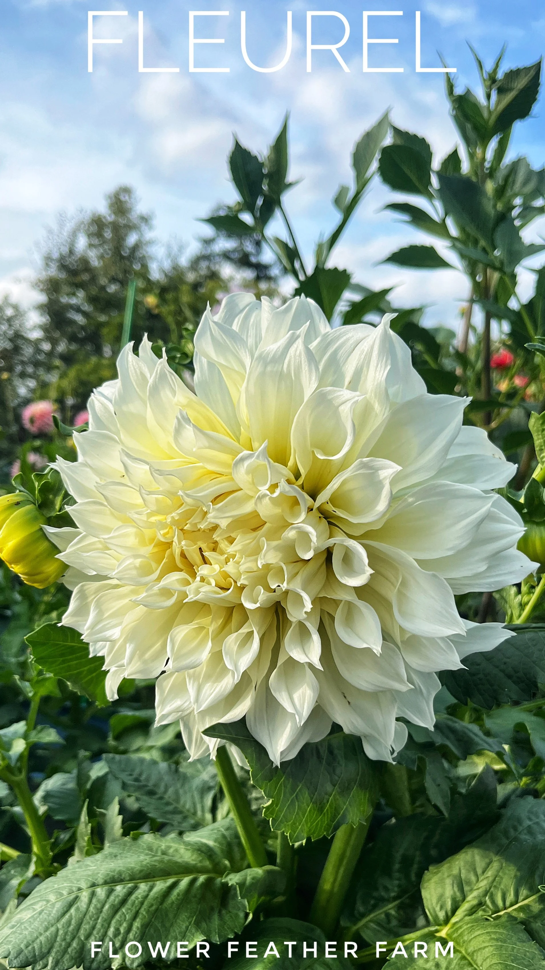 Break Out Dahlias at Flower Feather Farm, Specialty Chicks and Dahlia ...