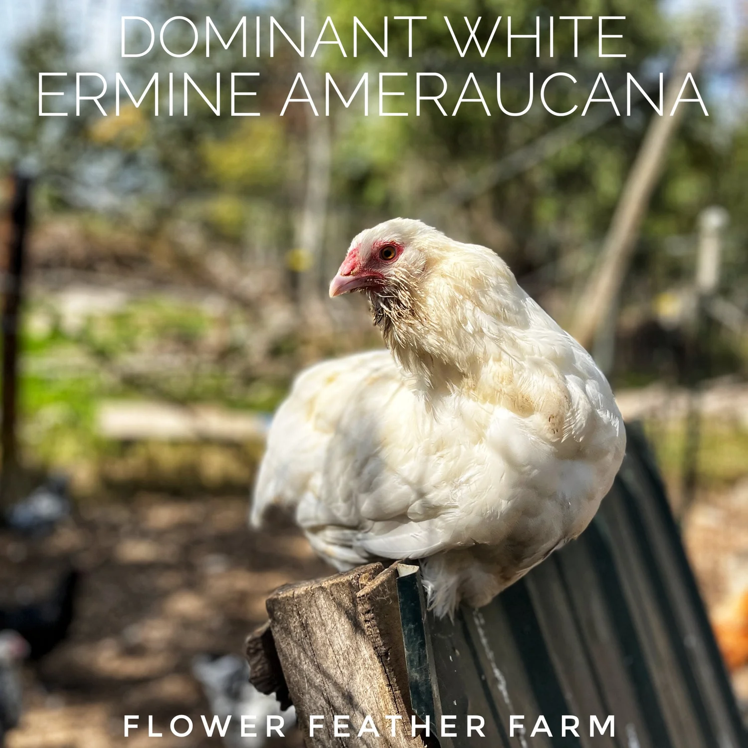 White Ameraucana Chickens