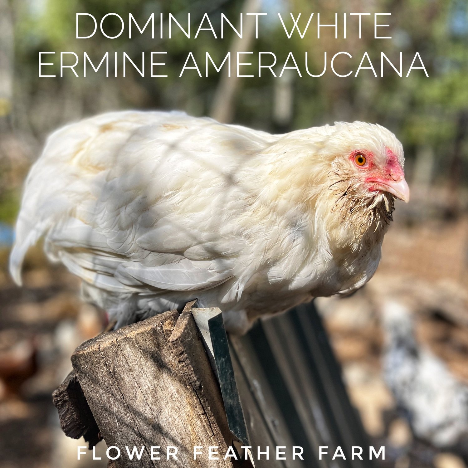 White Ameraucana Chickens