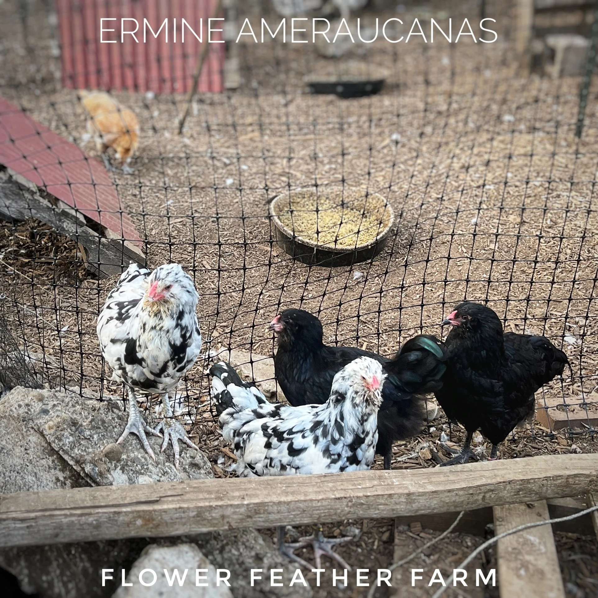 Ermine Ameraucanas at Flower Feather Farm, a boutique chick hatchery ...
