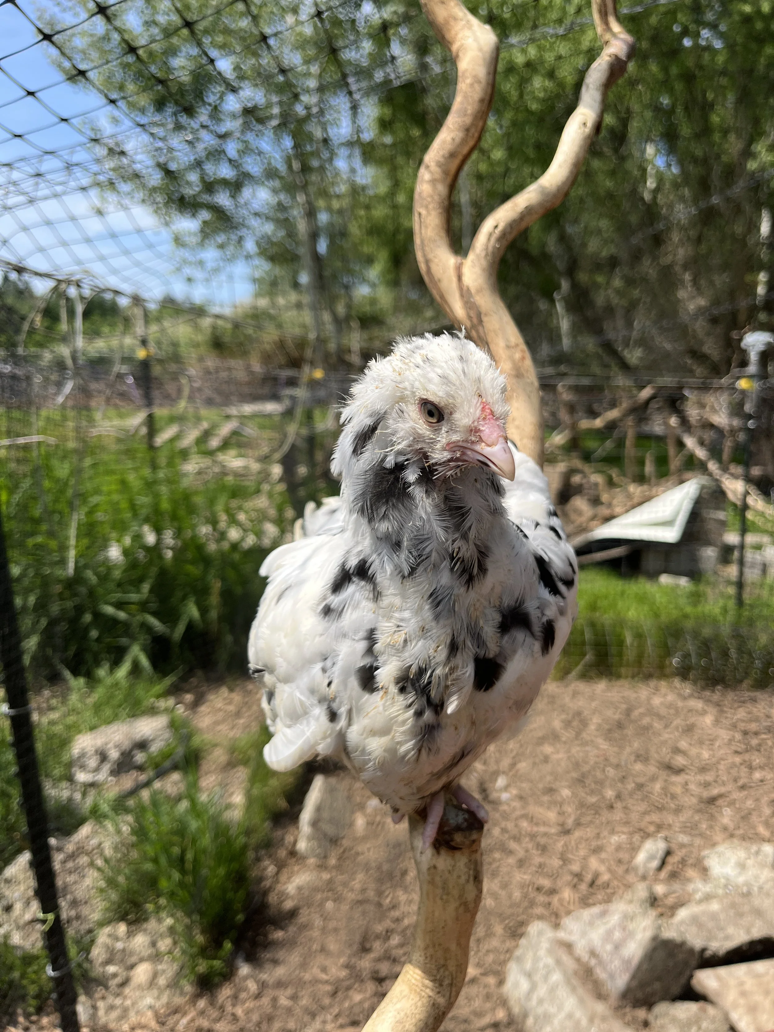 Breeds & Chicks Available — Flower Feather Farm: Chicks & Dahlias